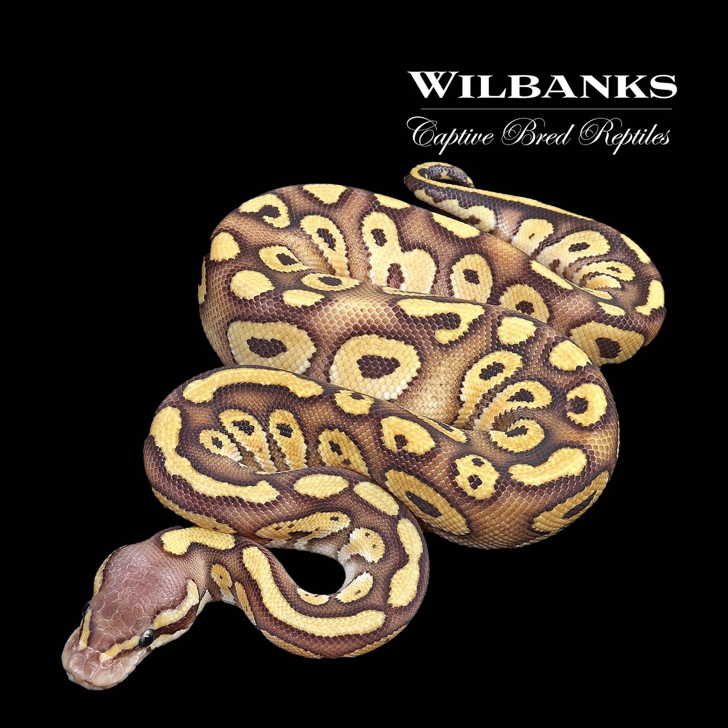 Pastave Red Stripe Ball Python by Wilbanks Captive Bred Reptiles ...