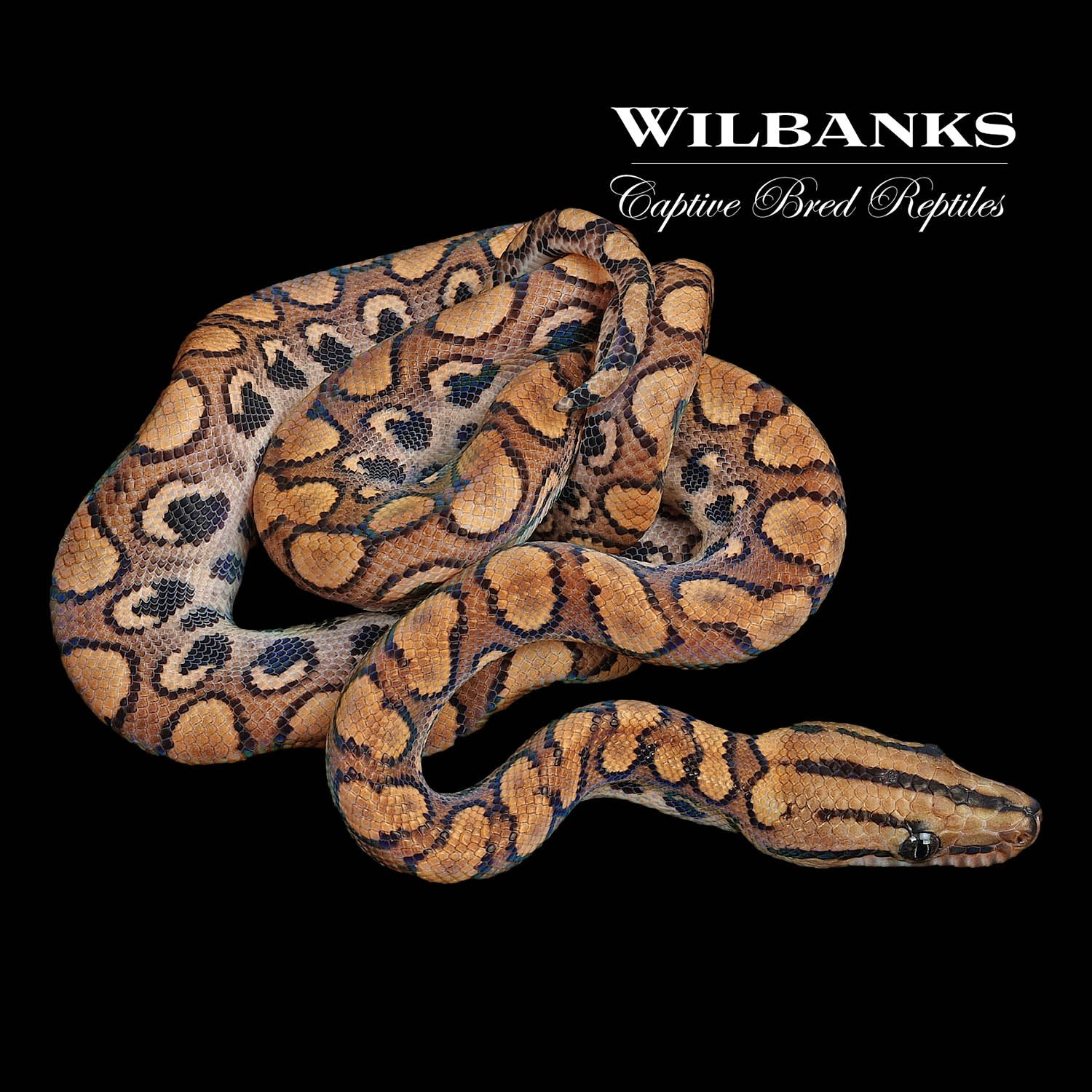 66% PH Caramel Albino Brazilian Rainbow Boa by Wilbanks Captive Bred ...