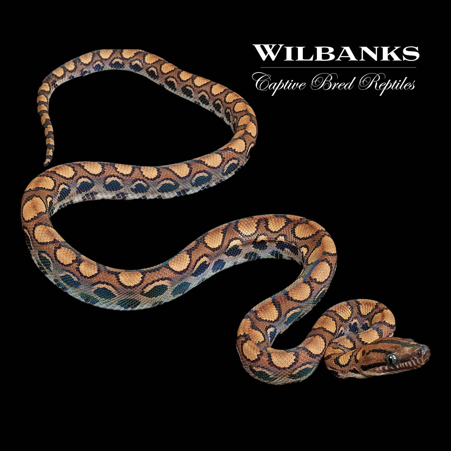 66% PH Caramel Albino Brazilian Rainbow Boa by Wilbanks Captive Bred ...