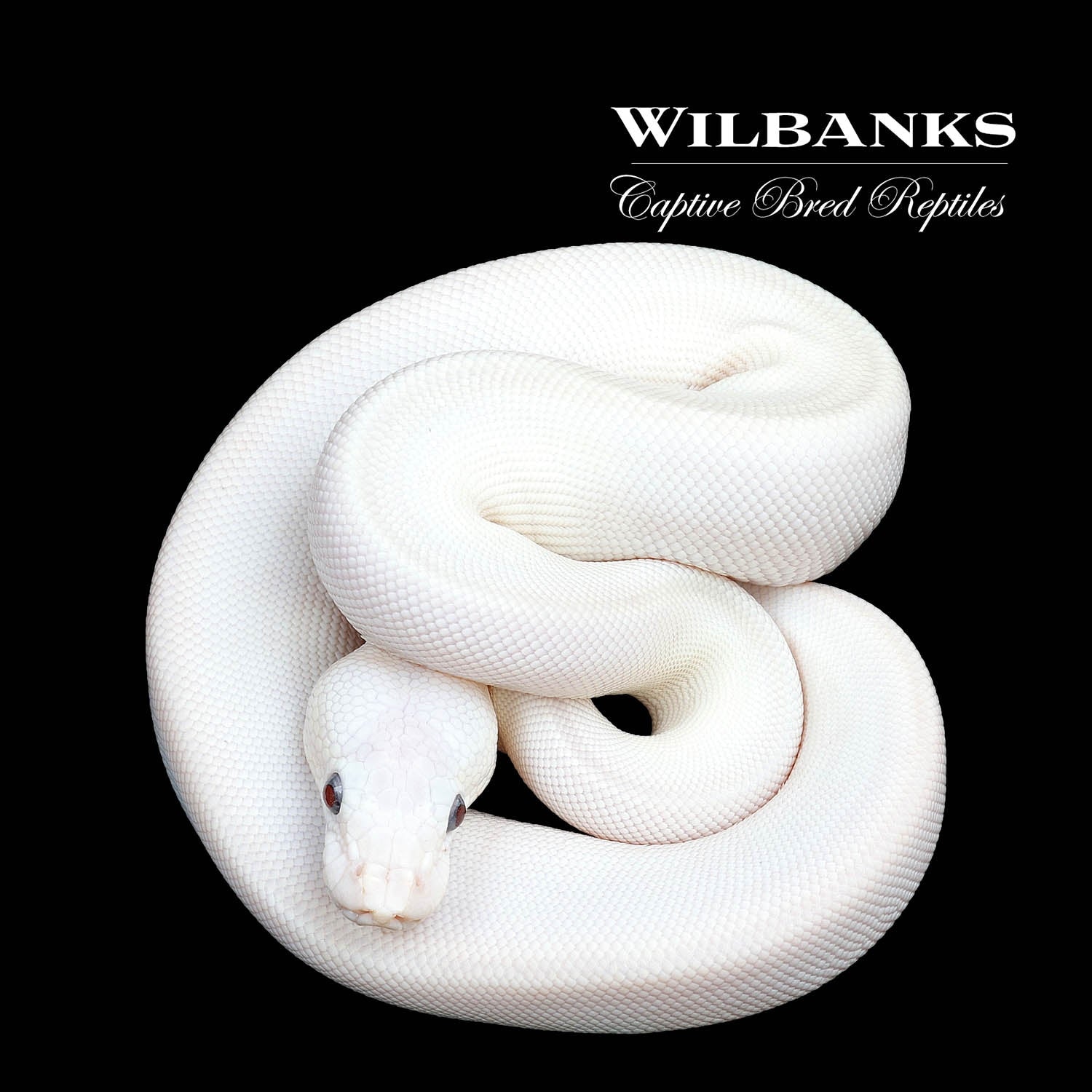 Blue Eyed Lucy (Bamboo Butter) Ball Python by Wilbanks Captive Bred ...