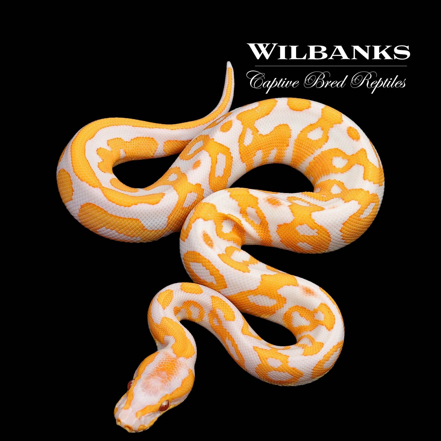 Lavender Leopard Ball Python by Wilbanks Captive Bred Reptiles - MorphMarket