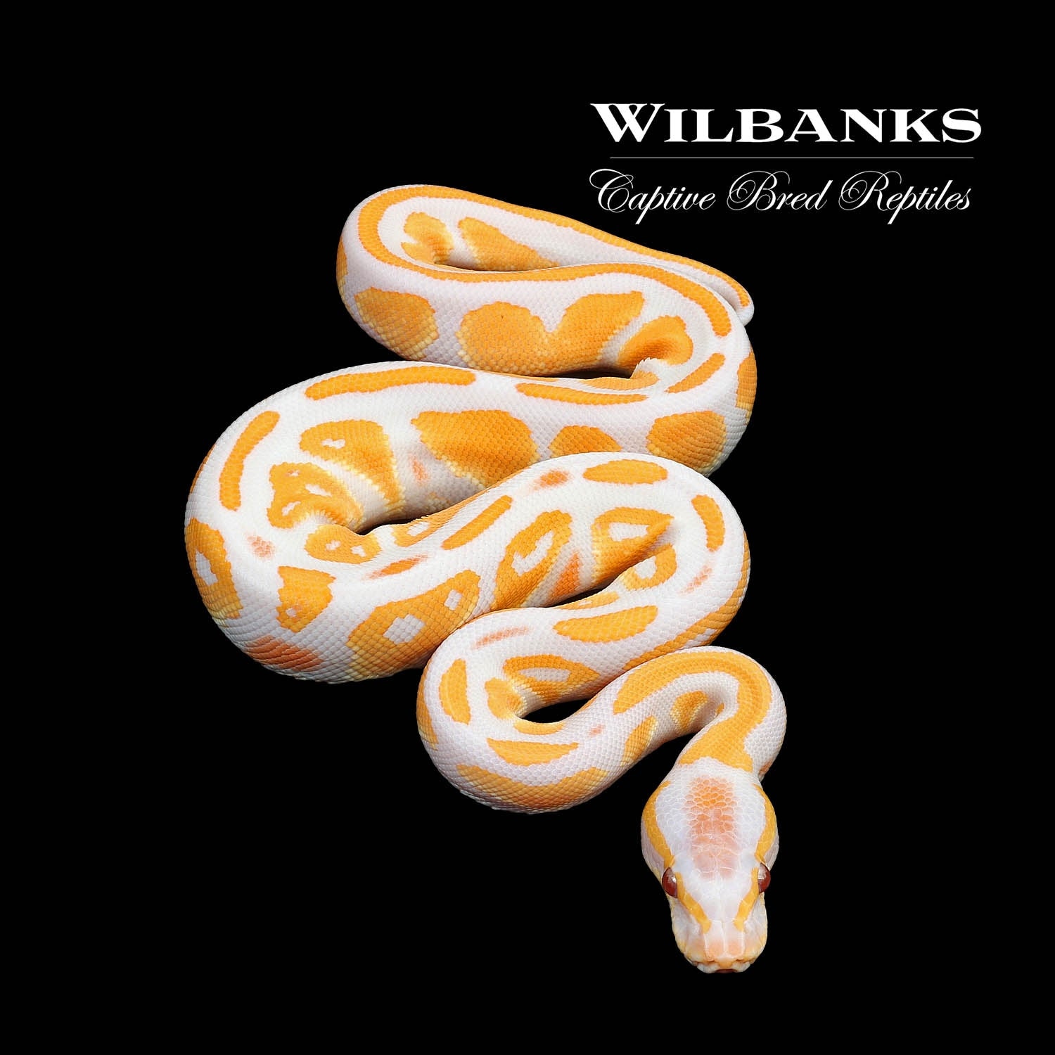 Lavender Blackhead Ball Python by Wilbanks Captive Bred Reptiles ...