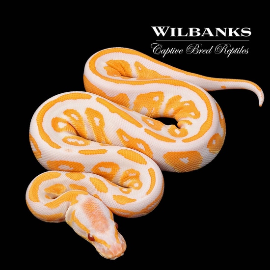 Lavender Blackhead Ball Python by Wilbanks Captive Bred Reptiles