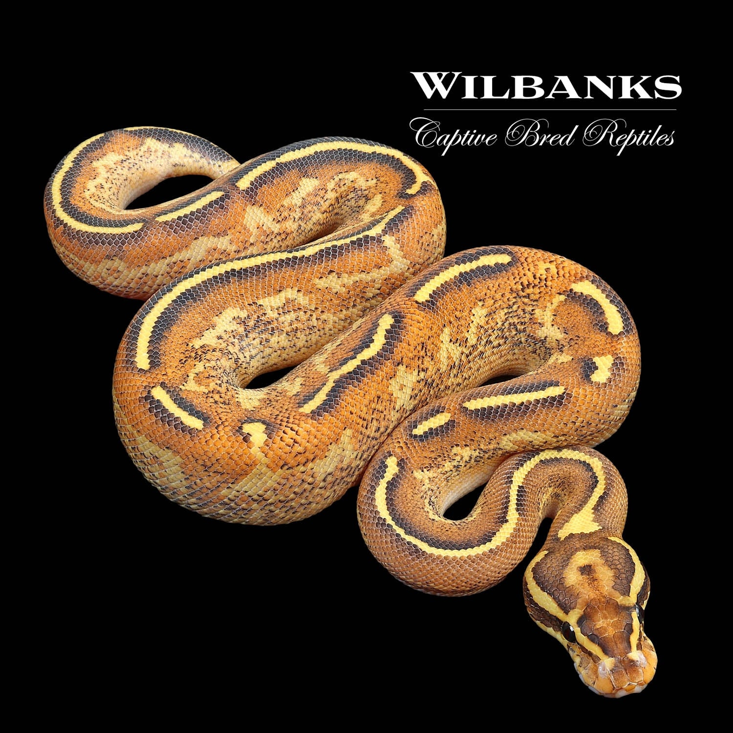 Fire Freeway Ball Python by Wilbanks Captive Bred Reptiles - MorphMarket
