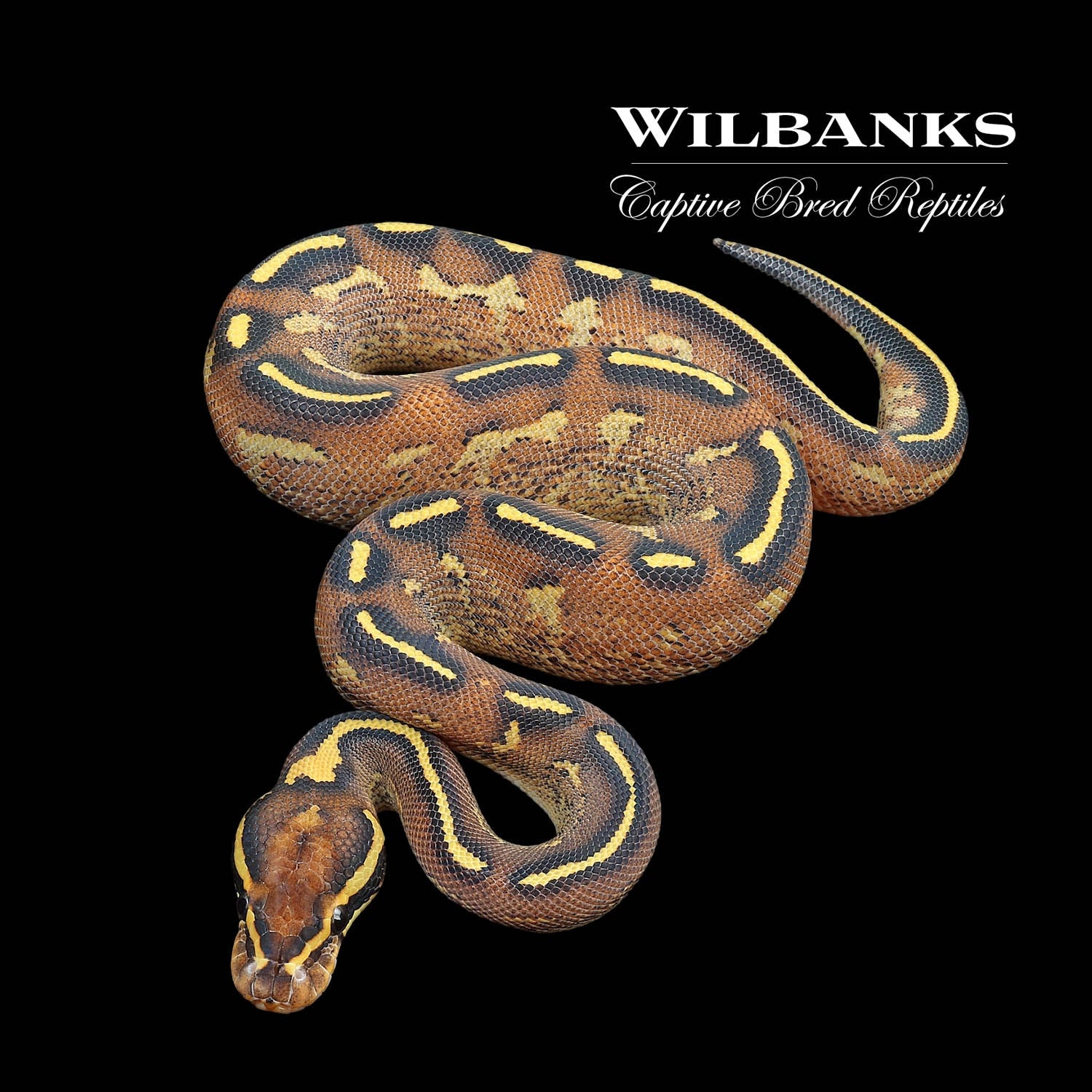 Freeway Ball Python by Wilbanks Captive Bred Reptiles - MorphMarket