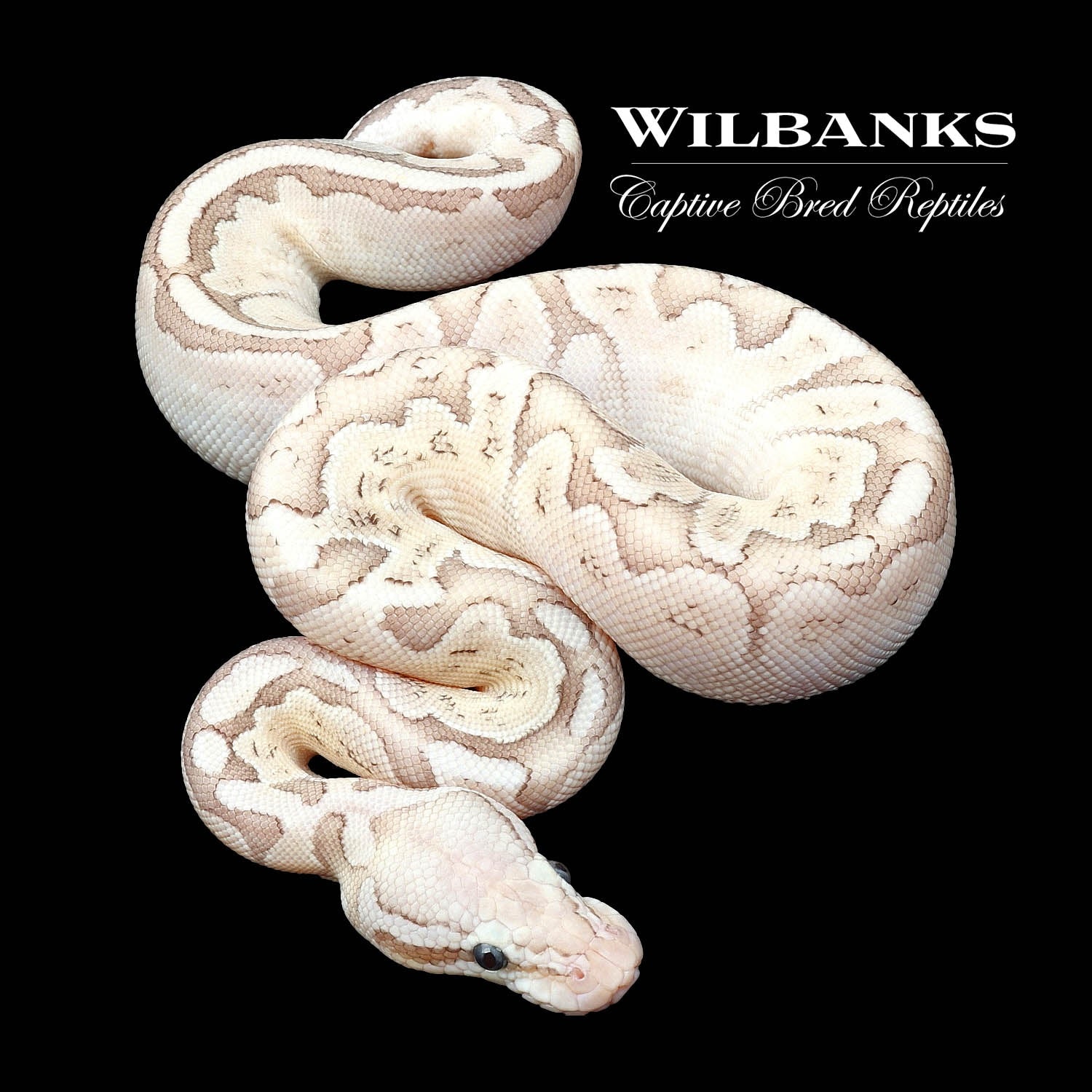 Bamboo FireFly Ball Python by Wilbanks Captive Bred Reptiles - MorphMarket