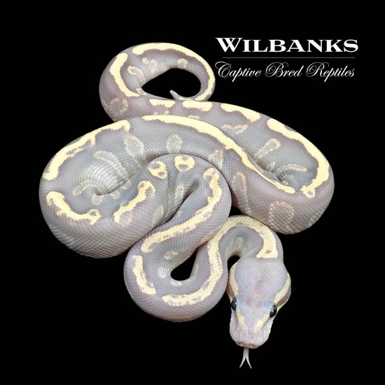 Mojave GHI Fire Ghost Ball Python by Wilbanks Captive Bred Reptiles
