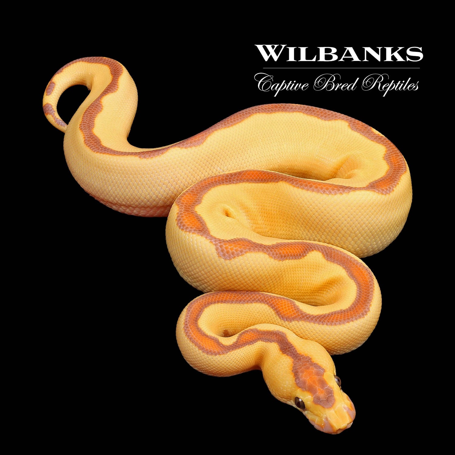 Banana Enchi Blade Clown Ball Python by Wilbanks Captive Bred Reptiles ...