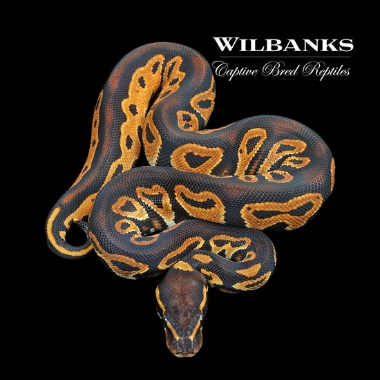 Blackhead 100% Het. Lavender Albino Ball Python by Wilbanks Captive ...