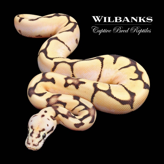 Orange Dream Fire Bee Ball Python by Wilbanks Captive Bred Reptiles