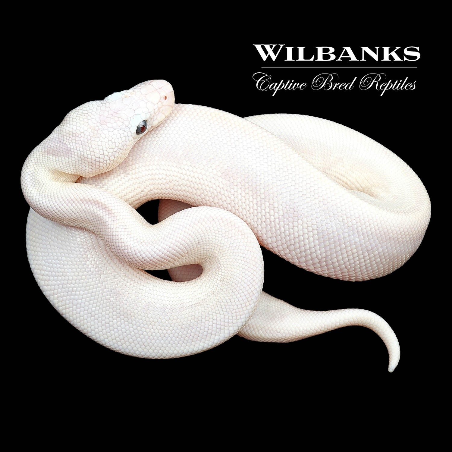 Blue Eyed Leucistic (Lucy) (Bamboo Butter) Ball Python by Wilbanks ...