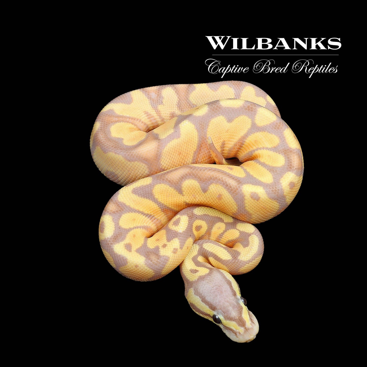 Banana Pastel Yellow Belly Ball Python by Wilbanks Captive Bred ...