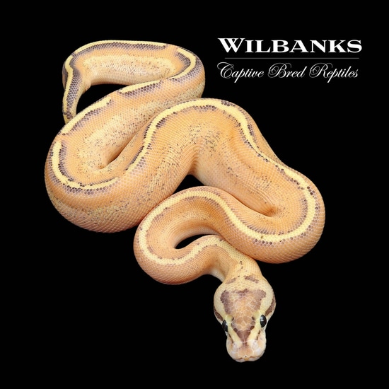 Puma Ball Python by Wilbanks Captive Bred Reptiles