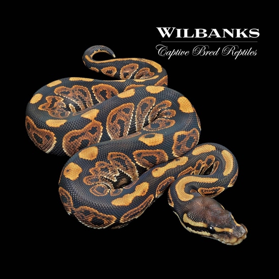 Black Pastel Ball Python by Wilbanks Captive Bred Reptiles