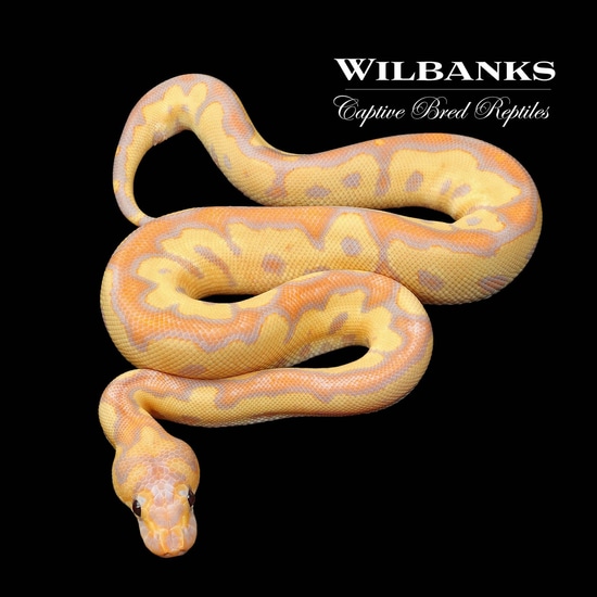 Banana Fire Clown Ball Python by Wilbanks Captive Bred Reptiles