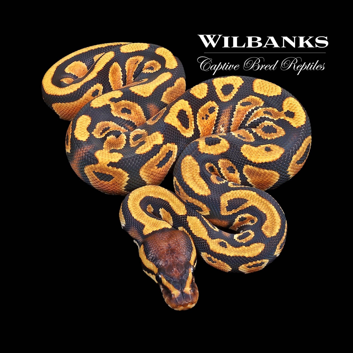 Orange Dream Yellow Belly Ball Python by Wilbanks Captive Bred Reptiles ...