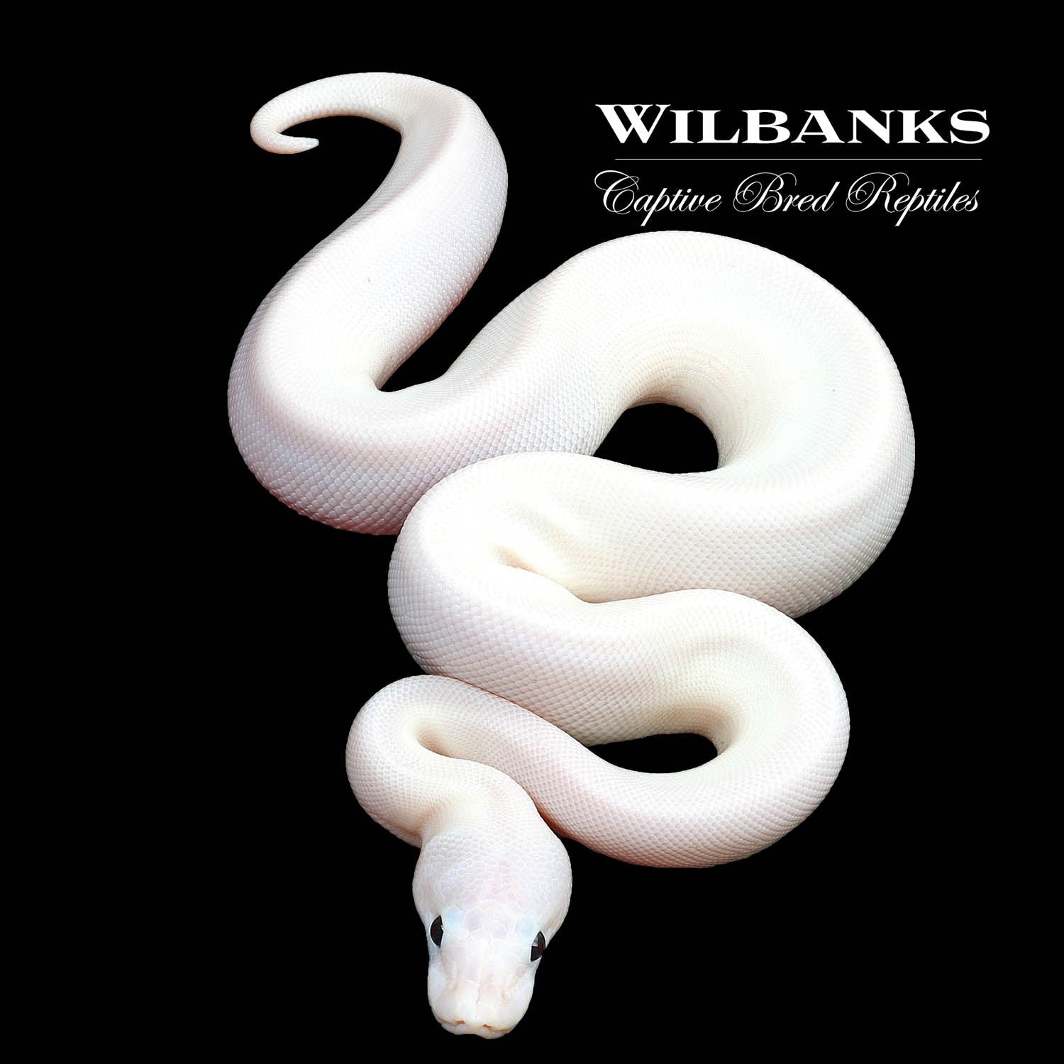 Super Fire (Perfect-No Yellow) Ball Python by Wilbanks Captive Bred ...