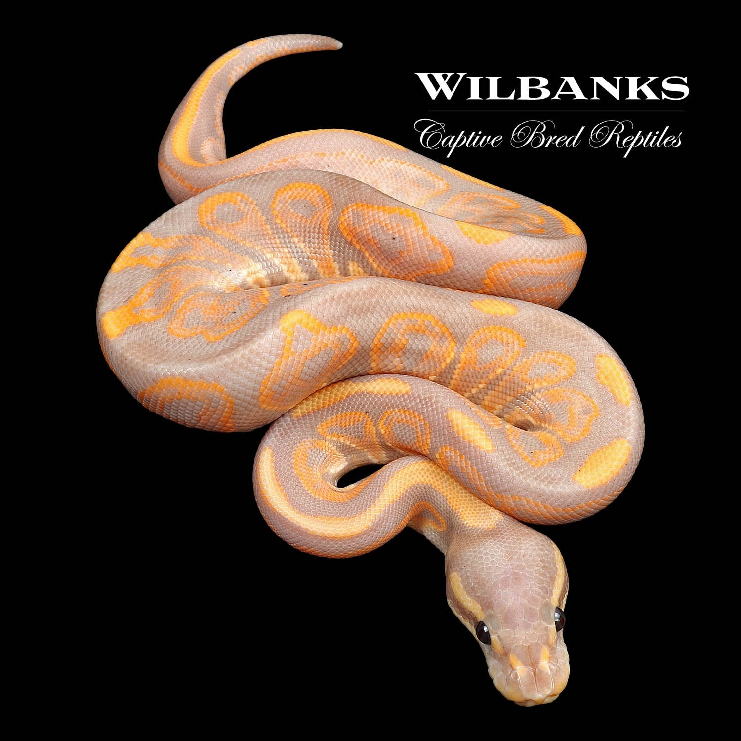 Banana Black Pastel Ball Python by Wilbanks Captive Bred Reptiles ...
