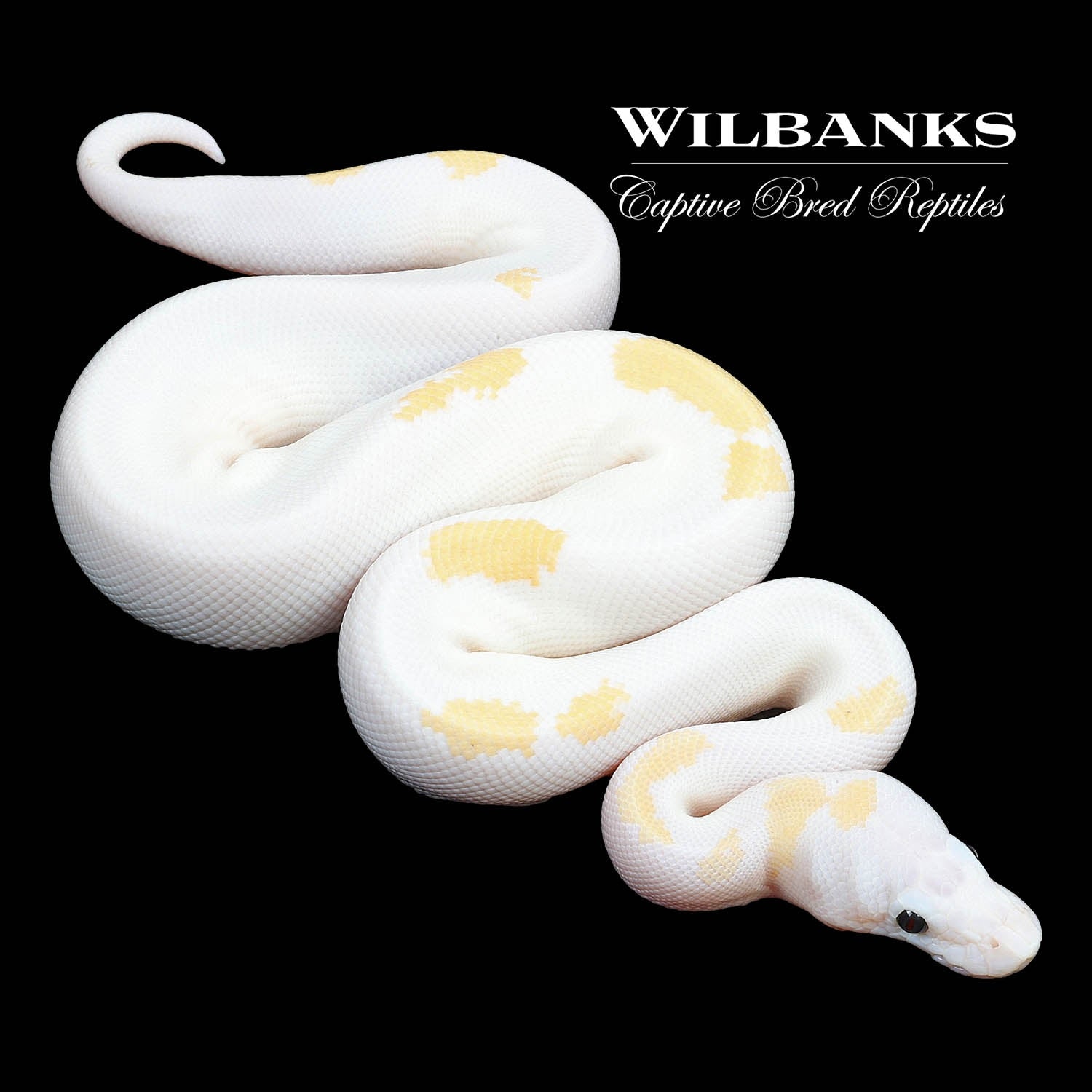 Super Fire Pastel Enchi Ball Python by Wilbanks Captive Bred Reptiles ...