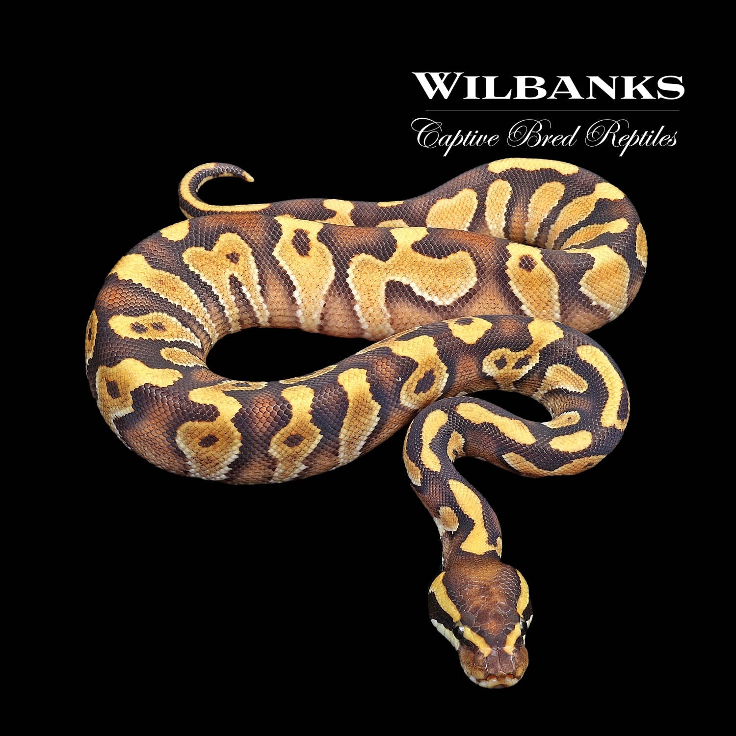 Phantom Enchi Yellow Belly Ball Python by Wilbanks Captive Bred ...