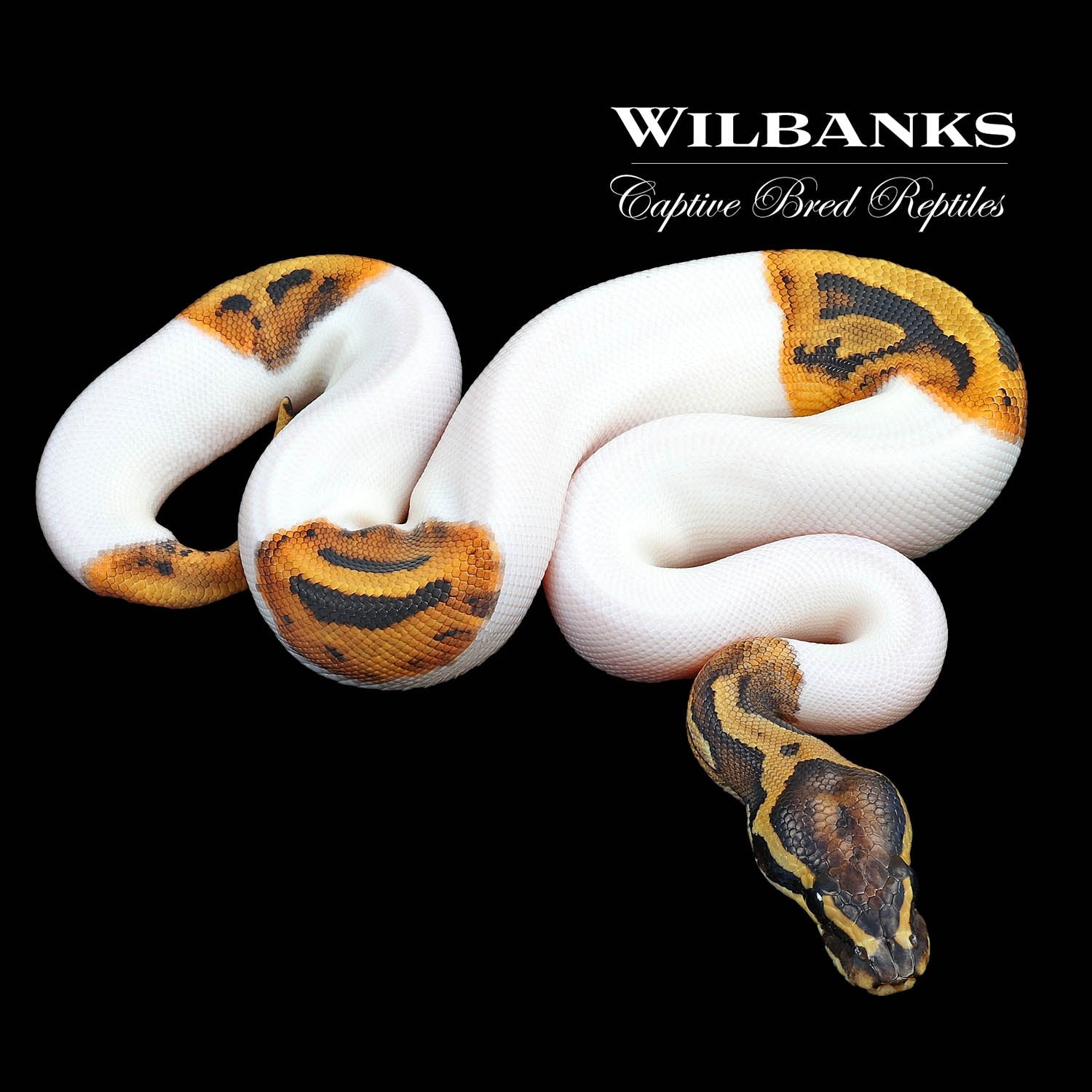 Pied Ball Python by Wilbanks Captive Bred Reptiles - MorphMarket