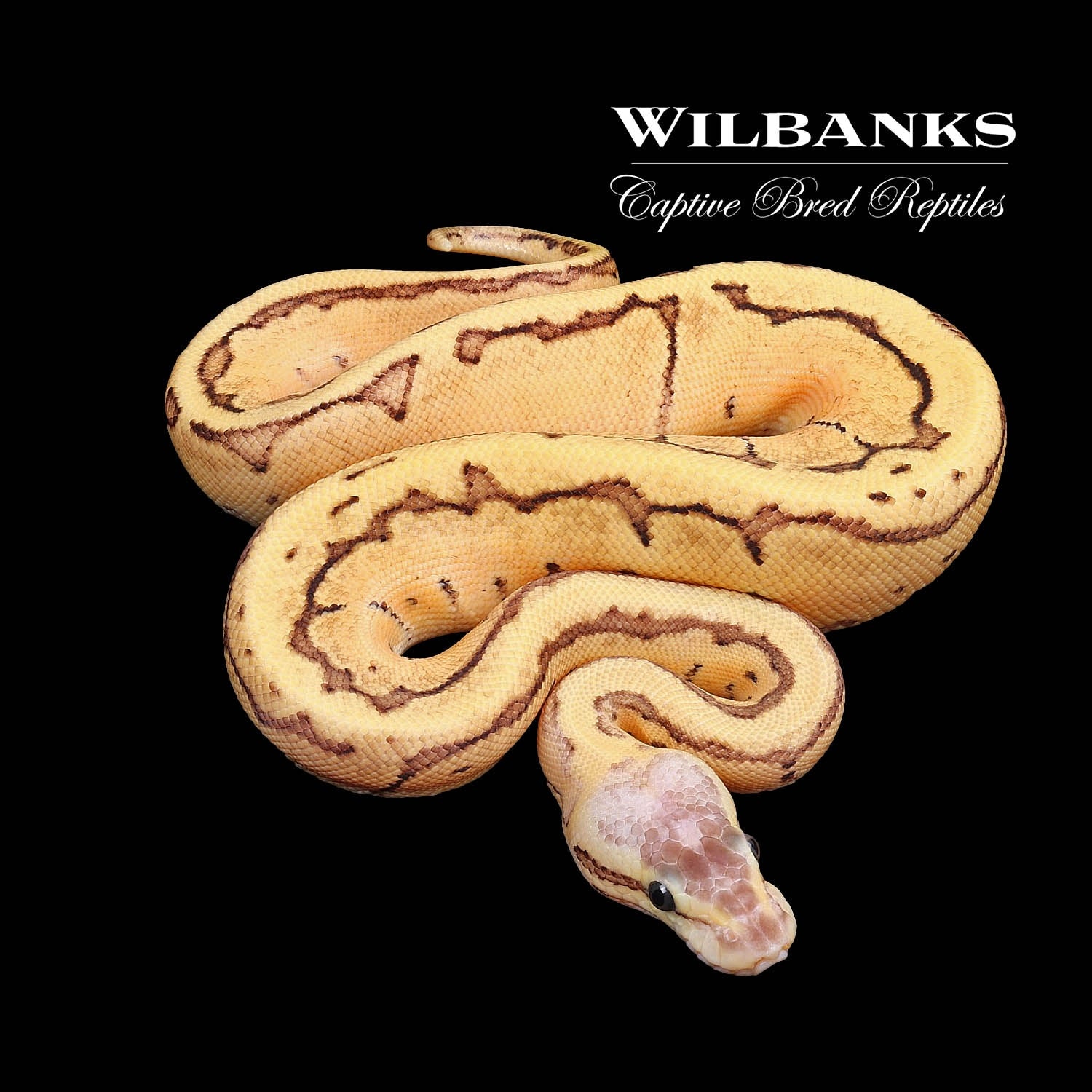 DragonFly Ball Python by Wilbanks Captive Bred Reptiles - MorphMarket