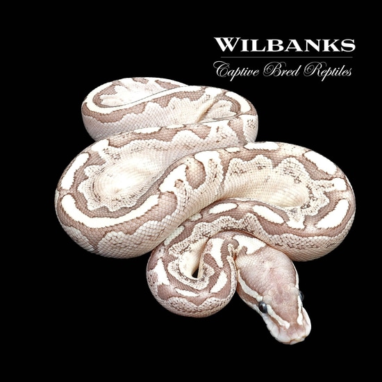 Bamboo Fire Ball Python by Wilbanks Captive Bred Reptiles