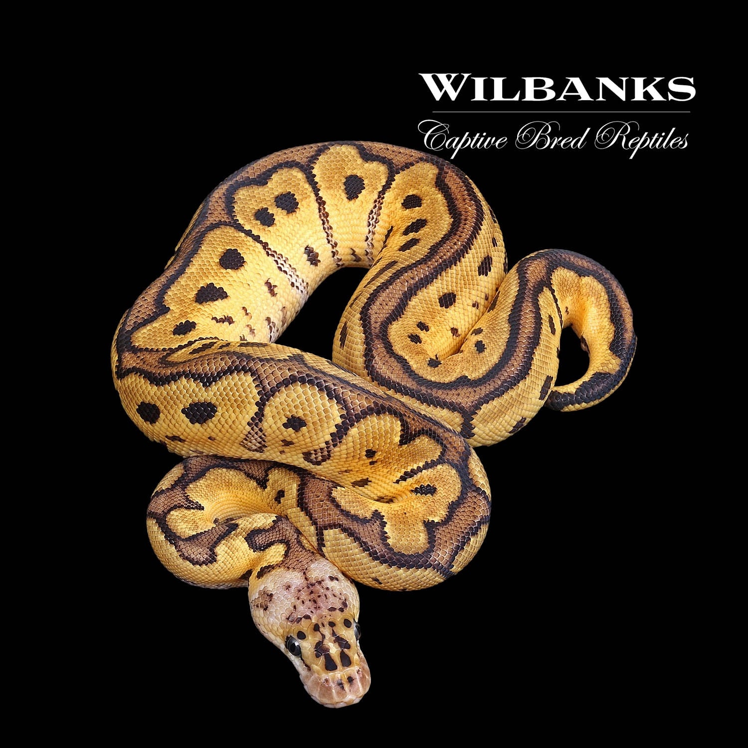 Pastel Clown Ball Python by Wilbanks Captive Bred Reptiles - MorphMarket