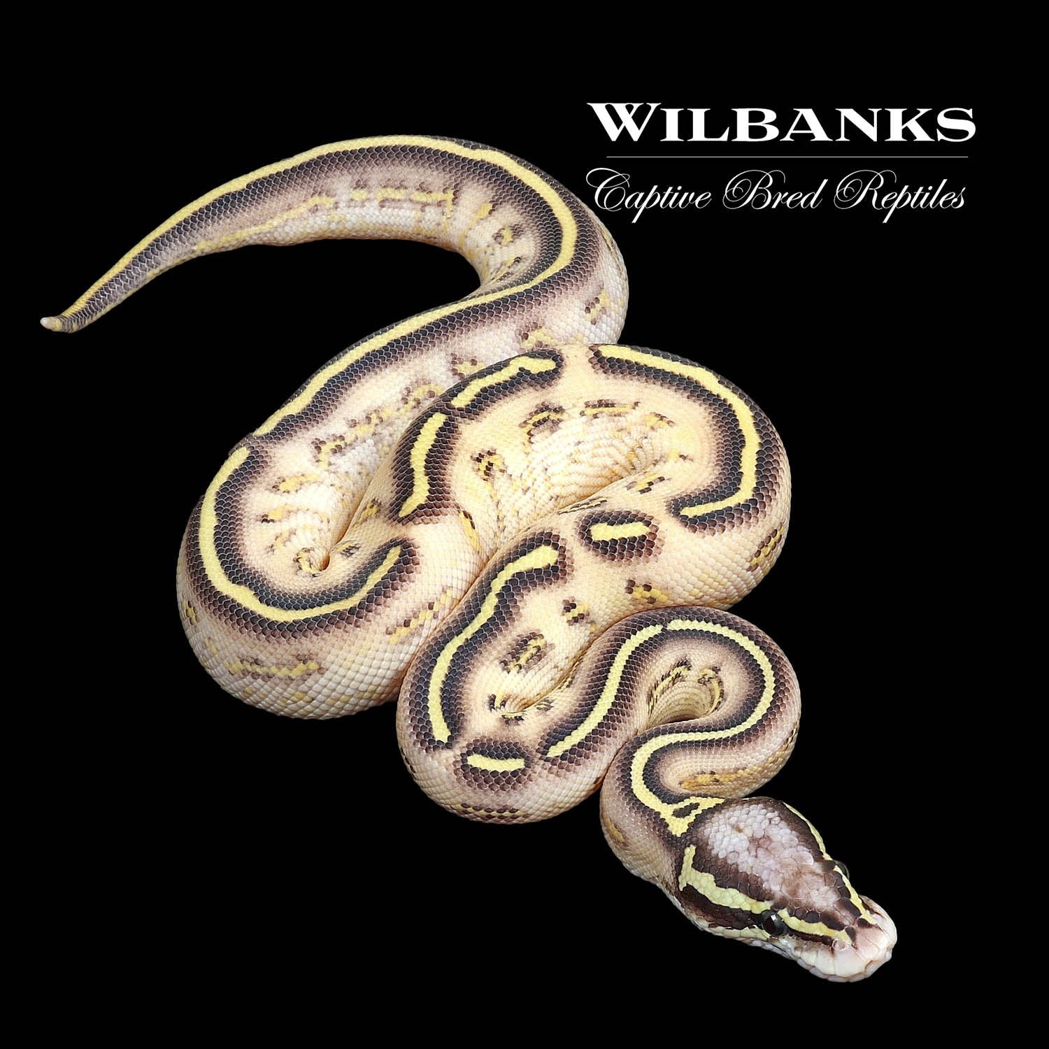 Pastel Butter Freeway Ball Python by Wilbanks Captive Bred Reptiles ...