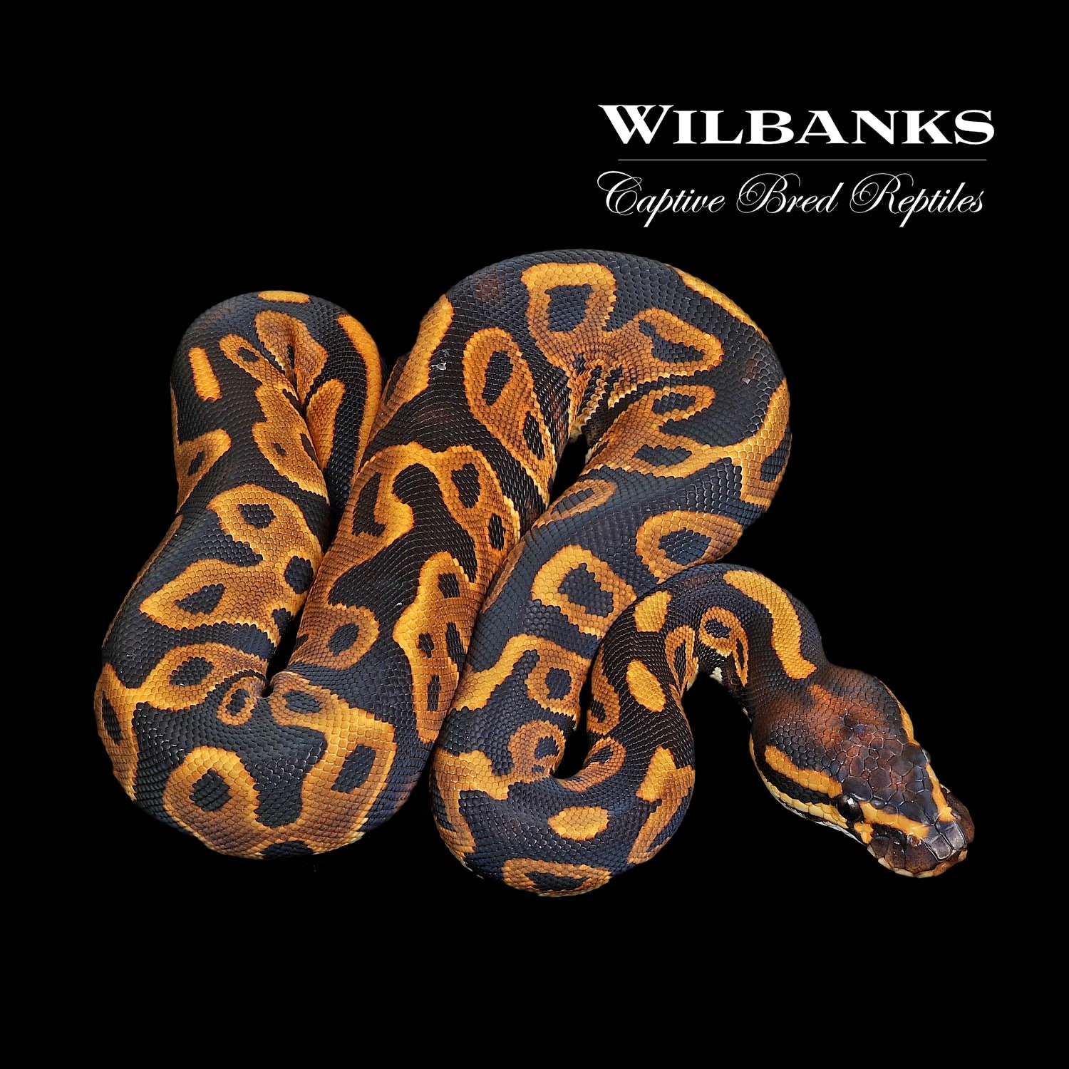 Leopard Yellow Belly Ball Python by Wilbanks Captive Bred Reptiles ...