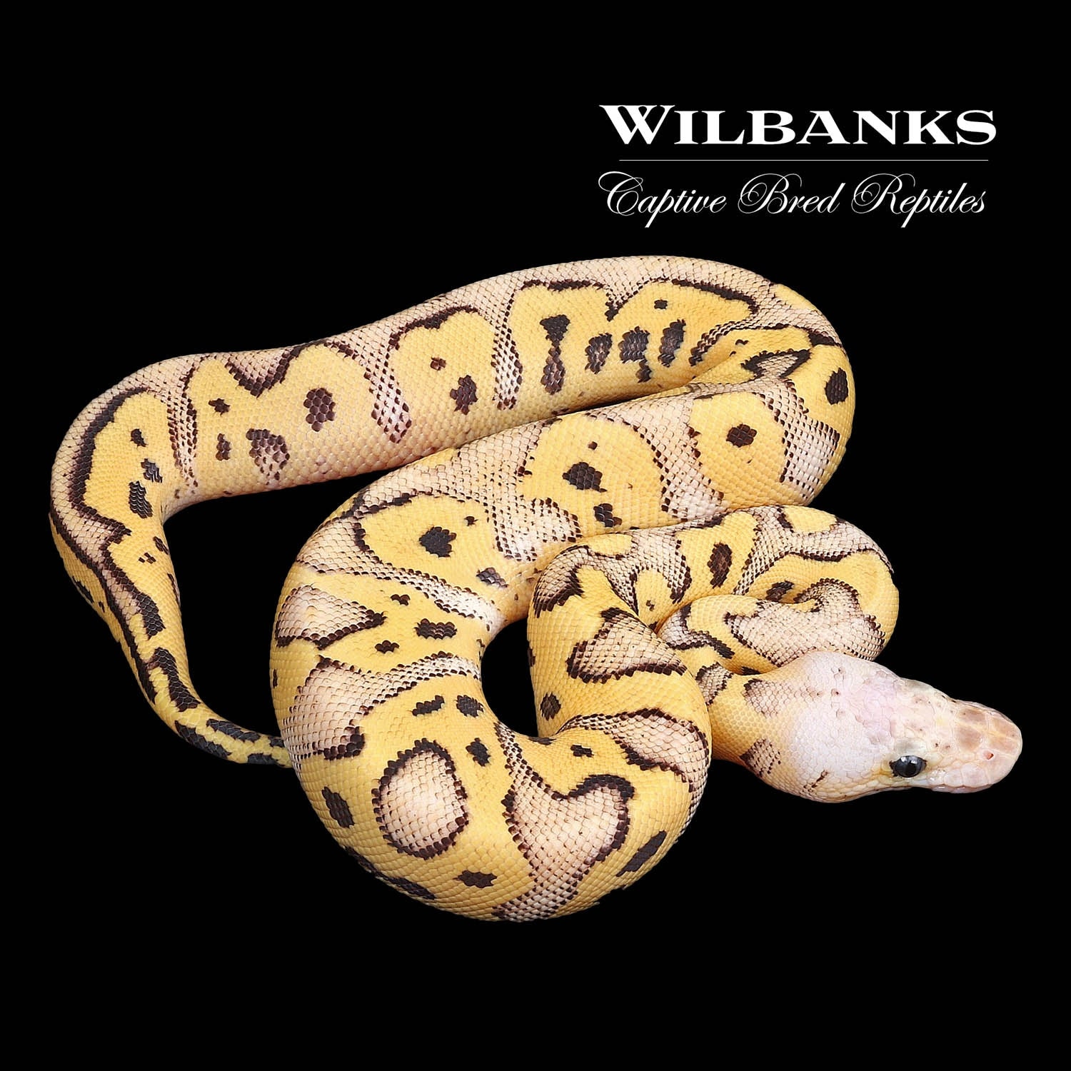 FireFly Clown Ball Python by Wilbanks Captive Bred Reptiles - MorphMarket