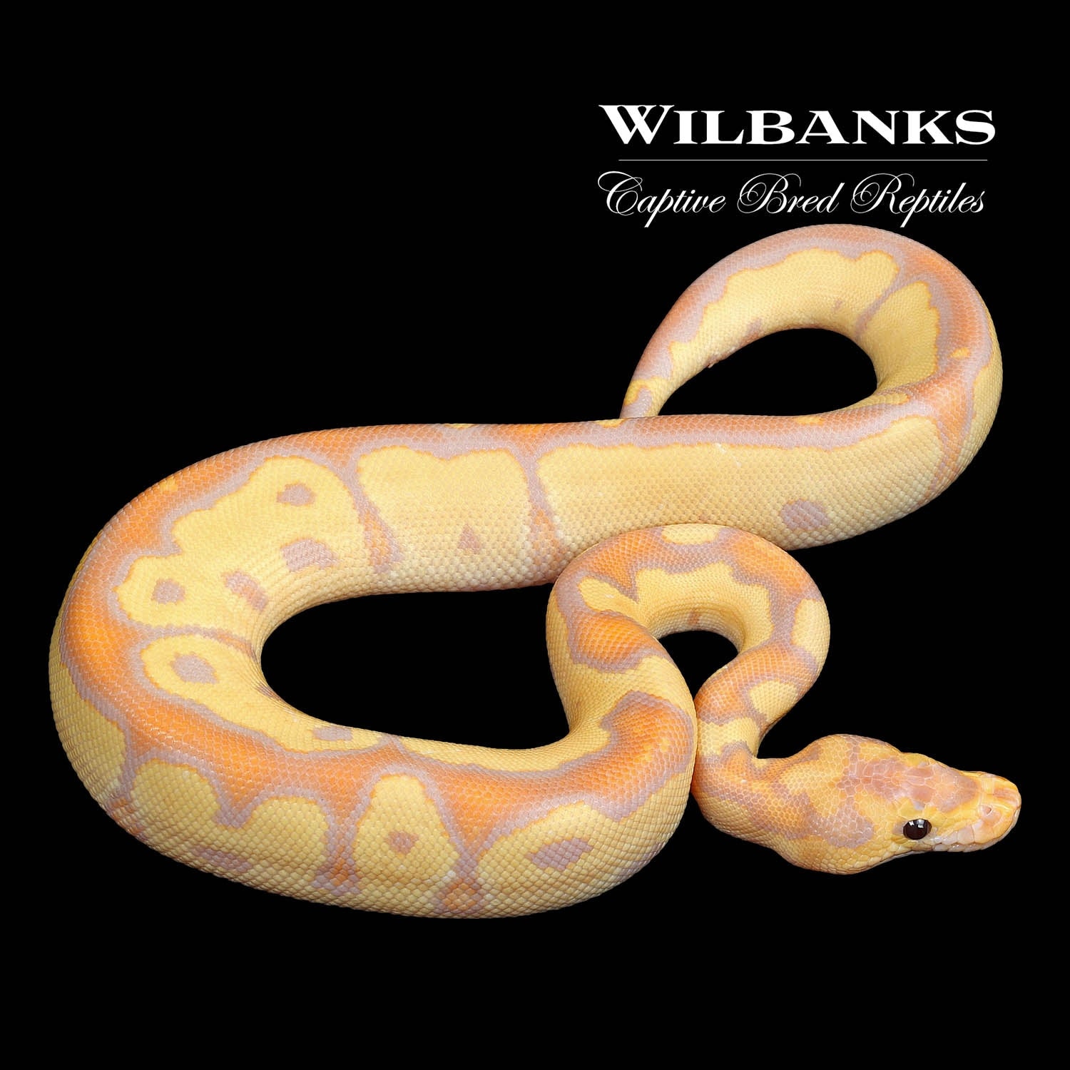 Banana Fire Clown Ball Python by Wilbanks Captive Bred Reptiles ...