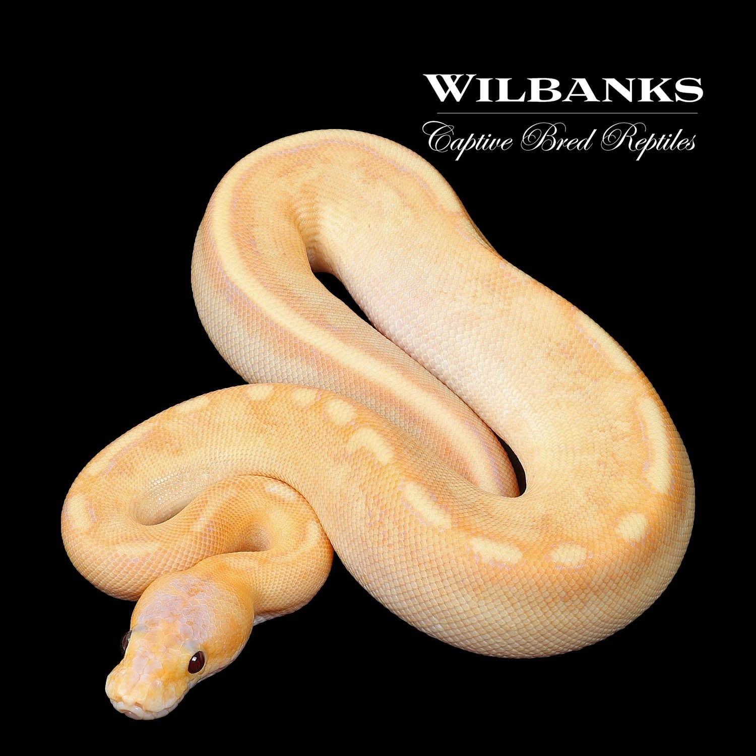 Banana Champagne Ball Python by Wilbanks Captive Bred Reptiles ...