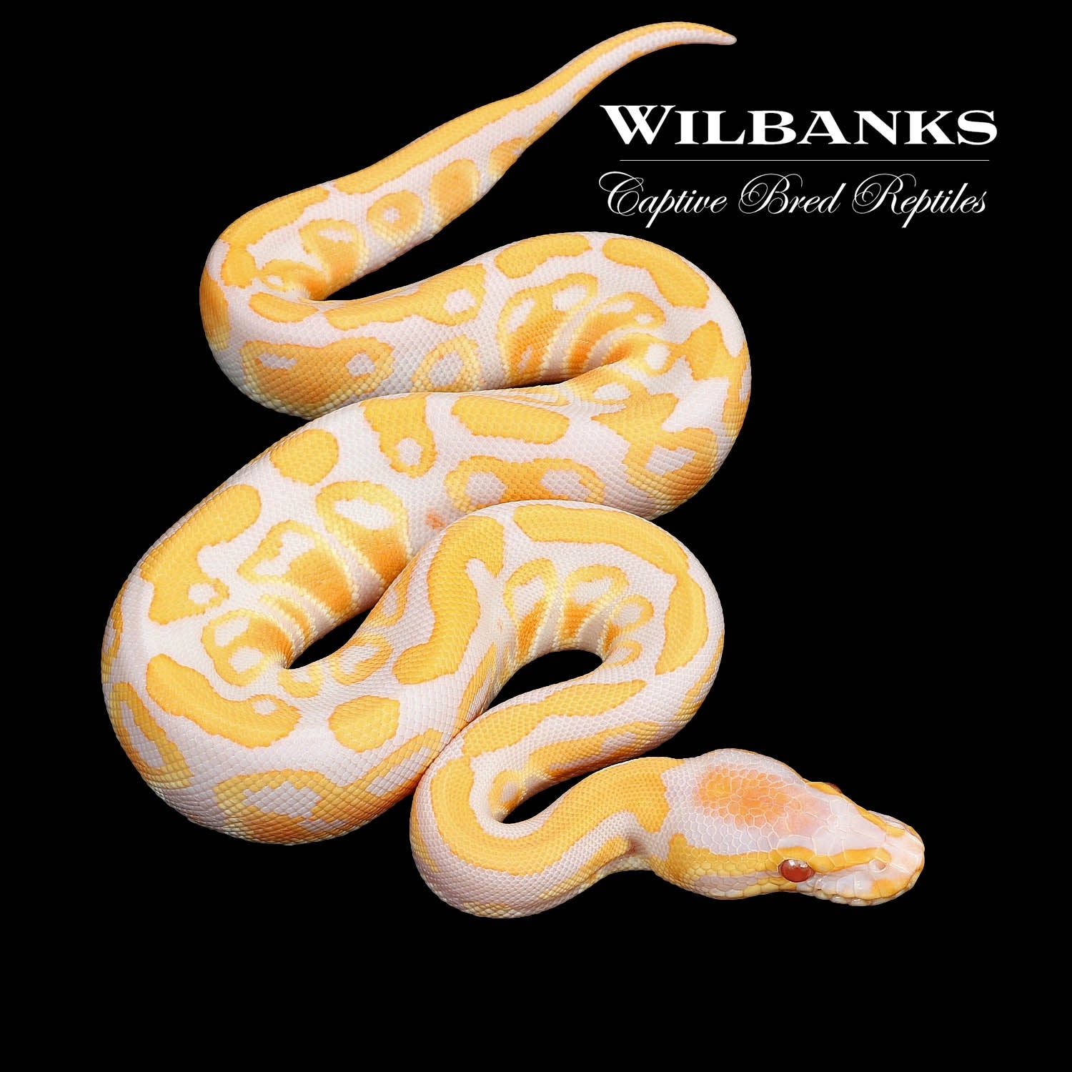 Lavender Albino 100% Het. Clown Ball Python by Wilbanks Captive Bred ...