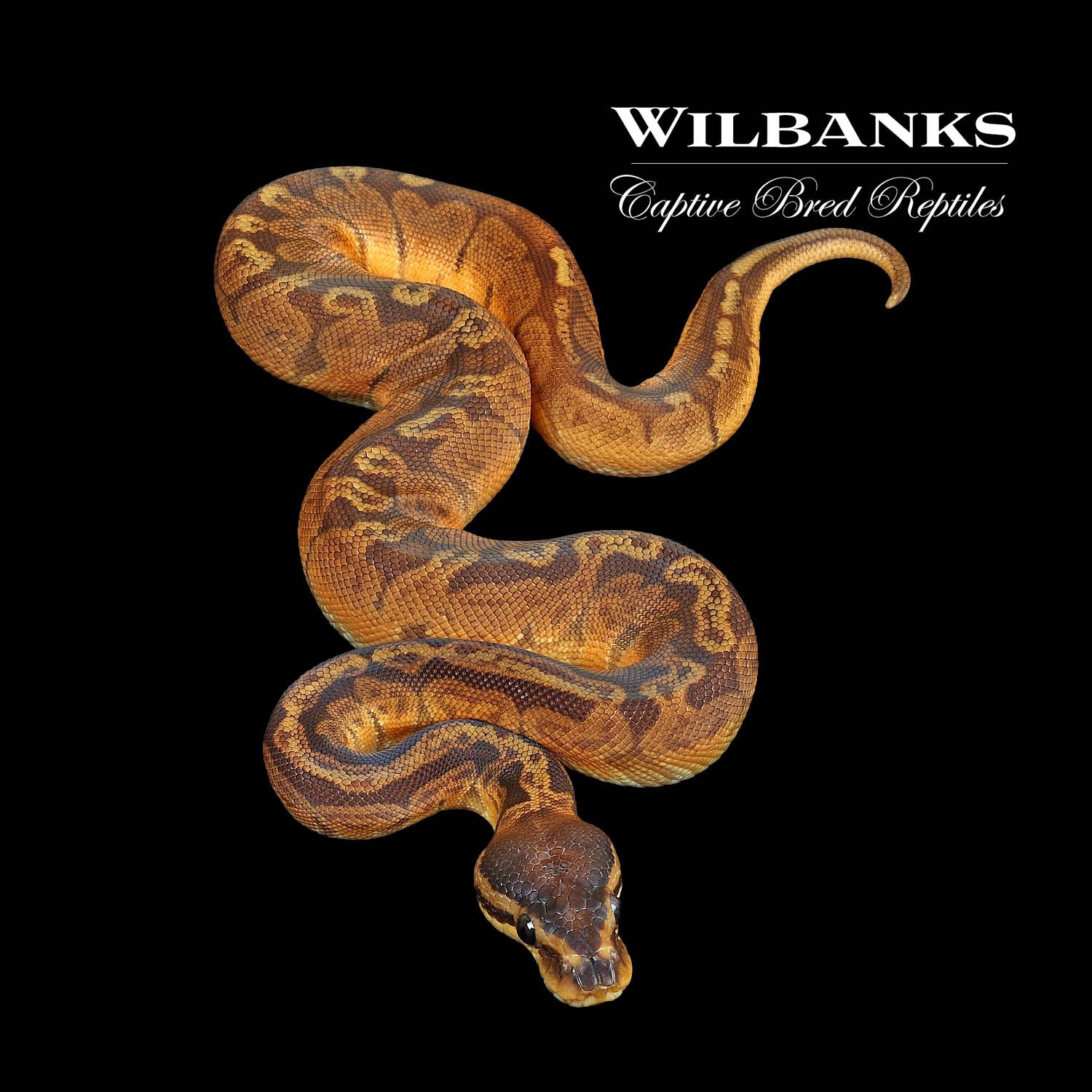 Sunset 66% Possible Het. Clown Ball Python by Wilbanks Captive Bred ...