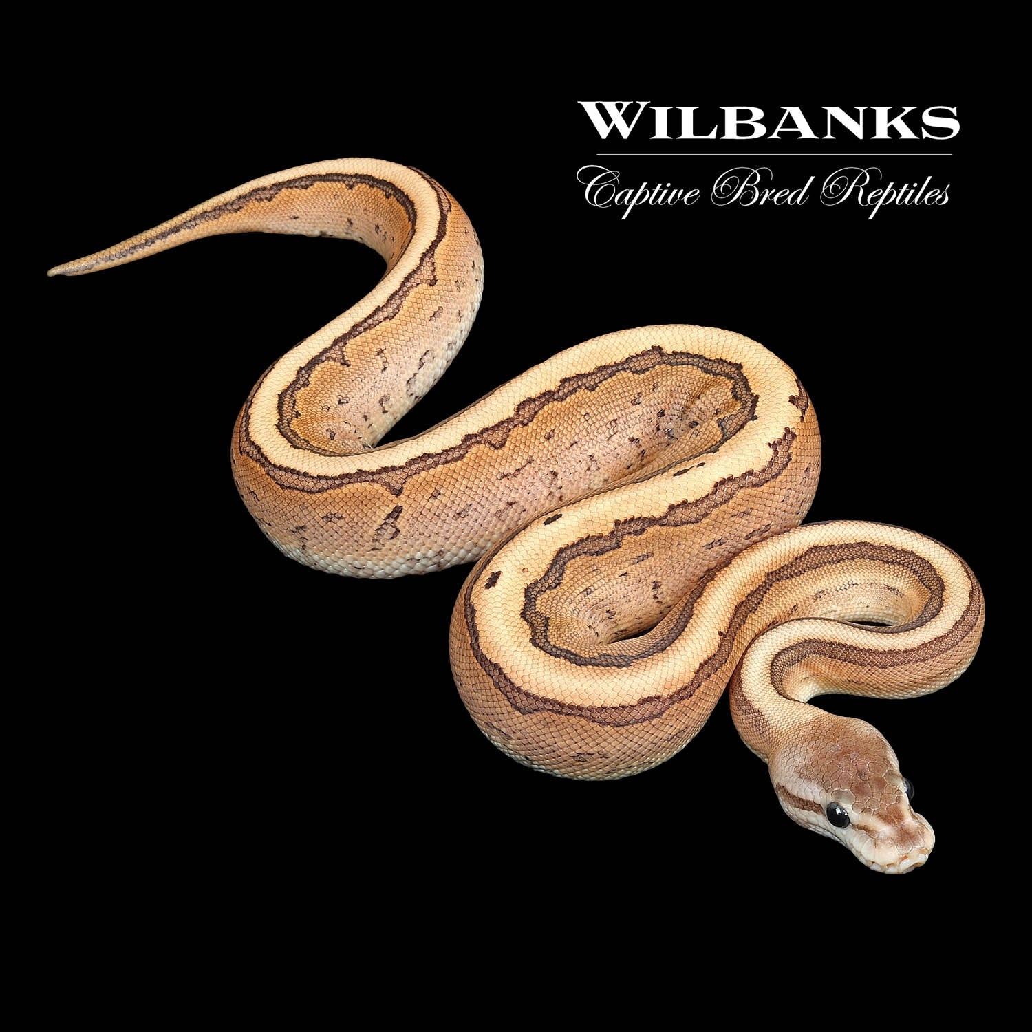 Fire Cinnamon Pinstripe Ball Python by Wilbanks Captive Bred Reptiles ...