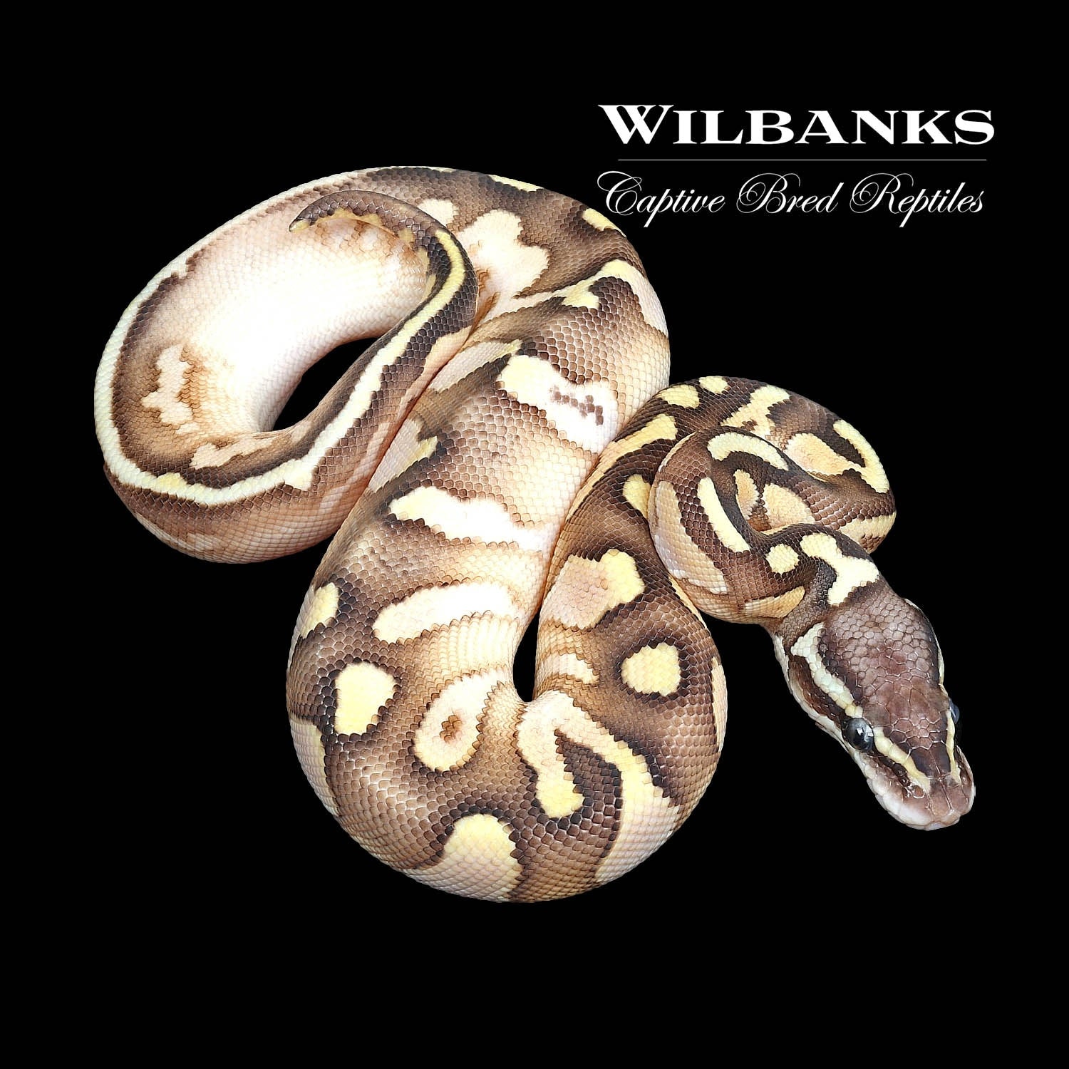 FireFly Butter Sugar Ball Python by Wilbanks Captive Bred Reptiles ...
