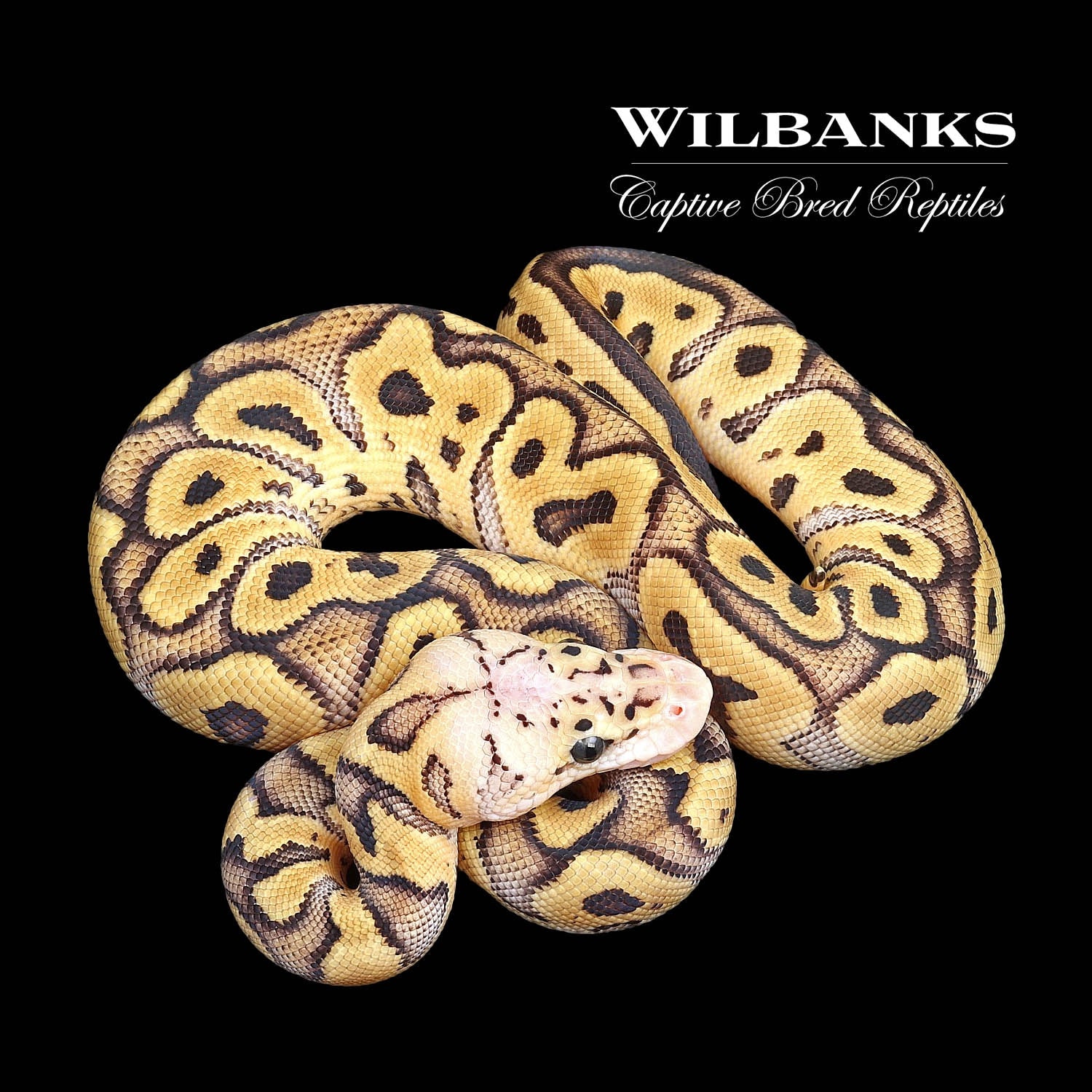 GHI Pastel Clown Ball Python by Wilbanks Captive Bred Reptiles ...