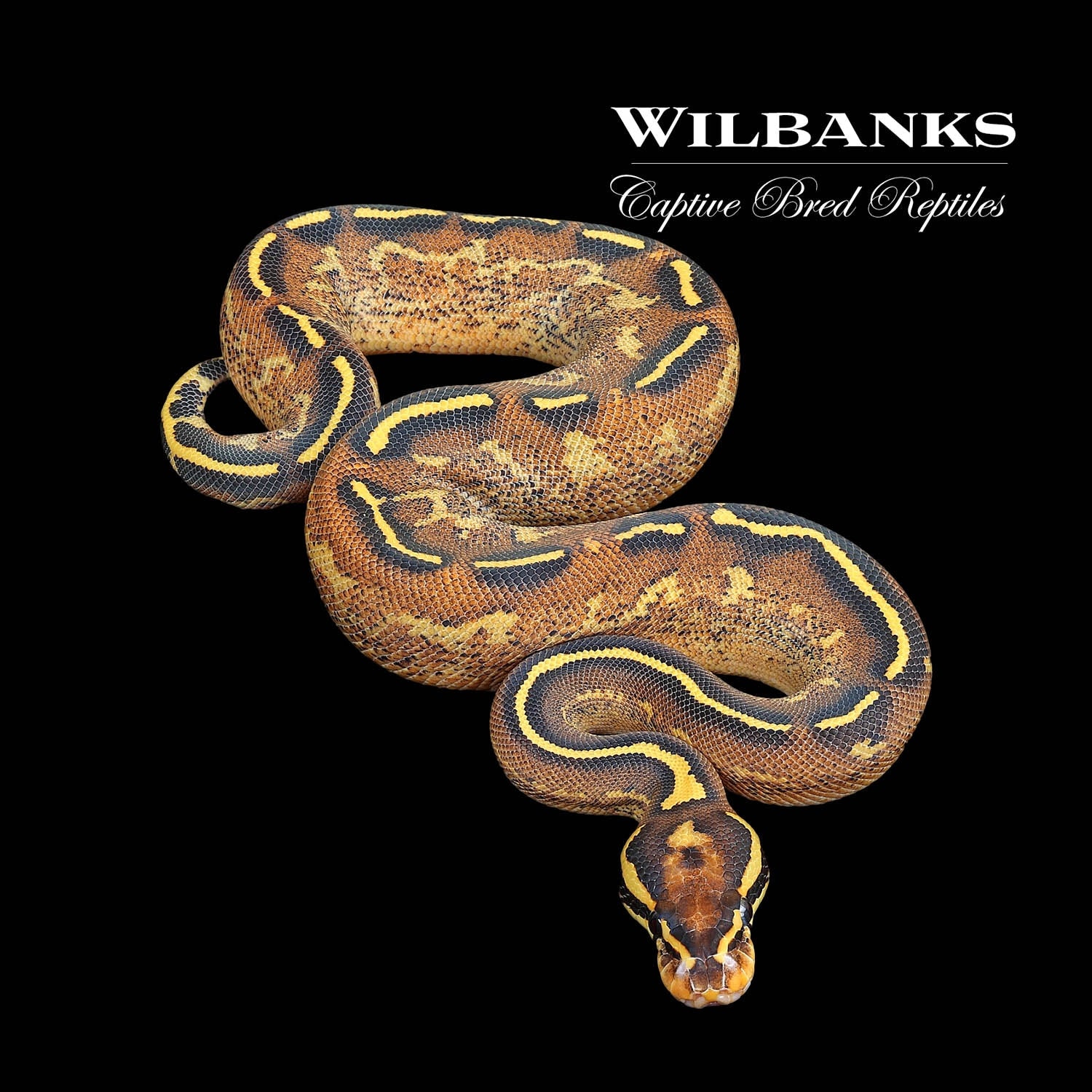 Freeway Ball Python by Wilbanks Captive Bred Reptiles - MorphMarket