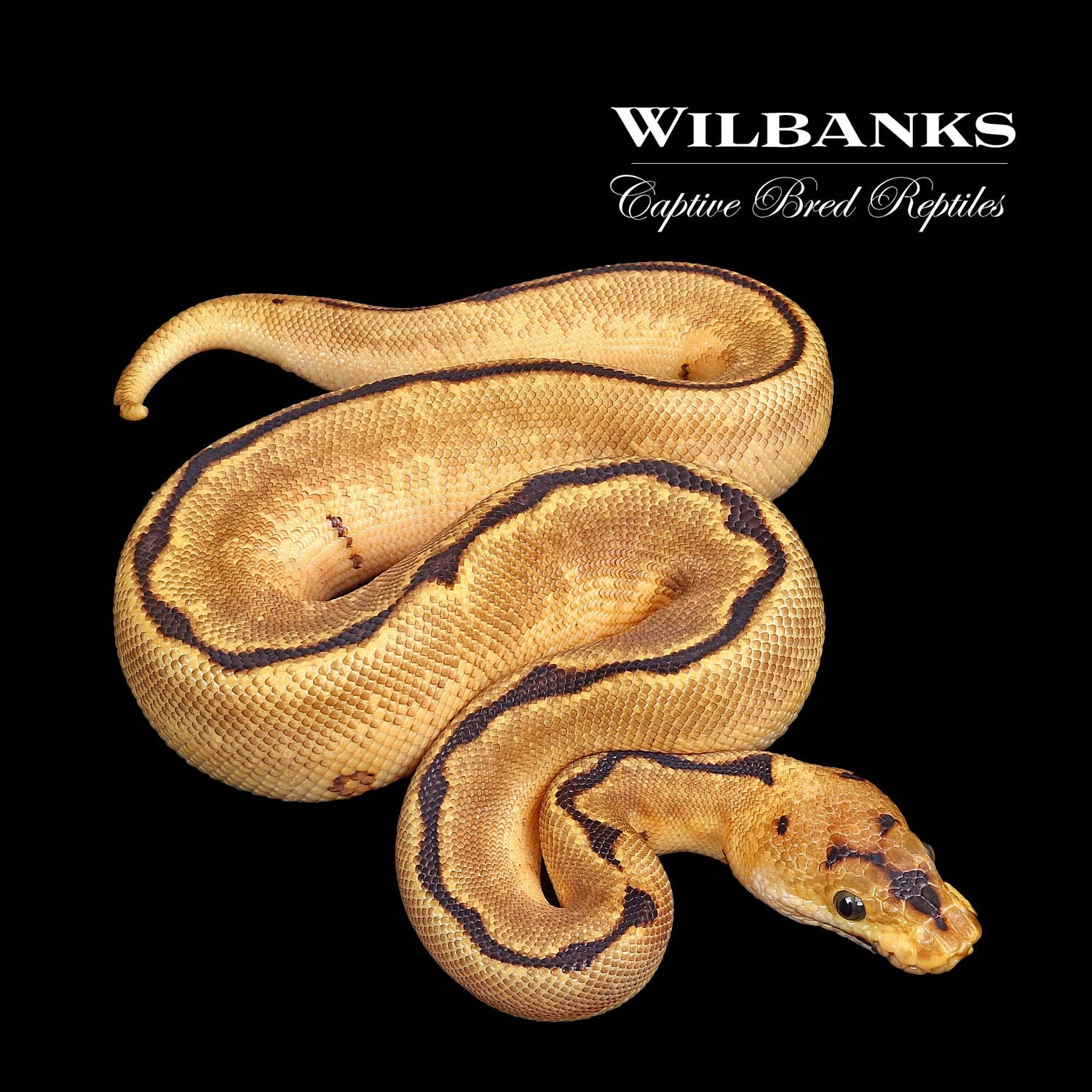 Stinger Bee Clown Ball Python by Wilbanks Captive Bred Reptiles ...