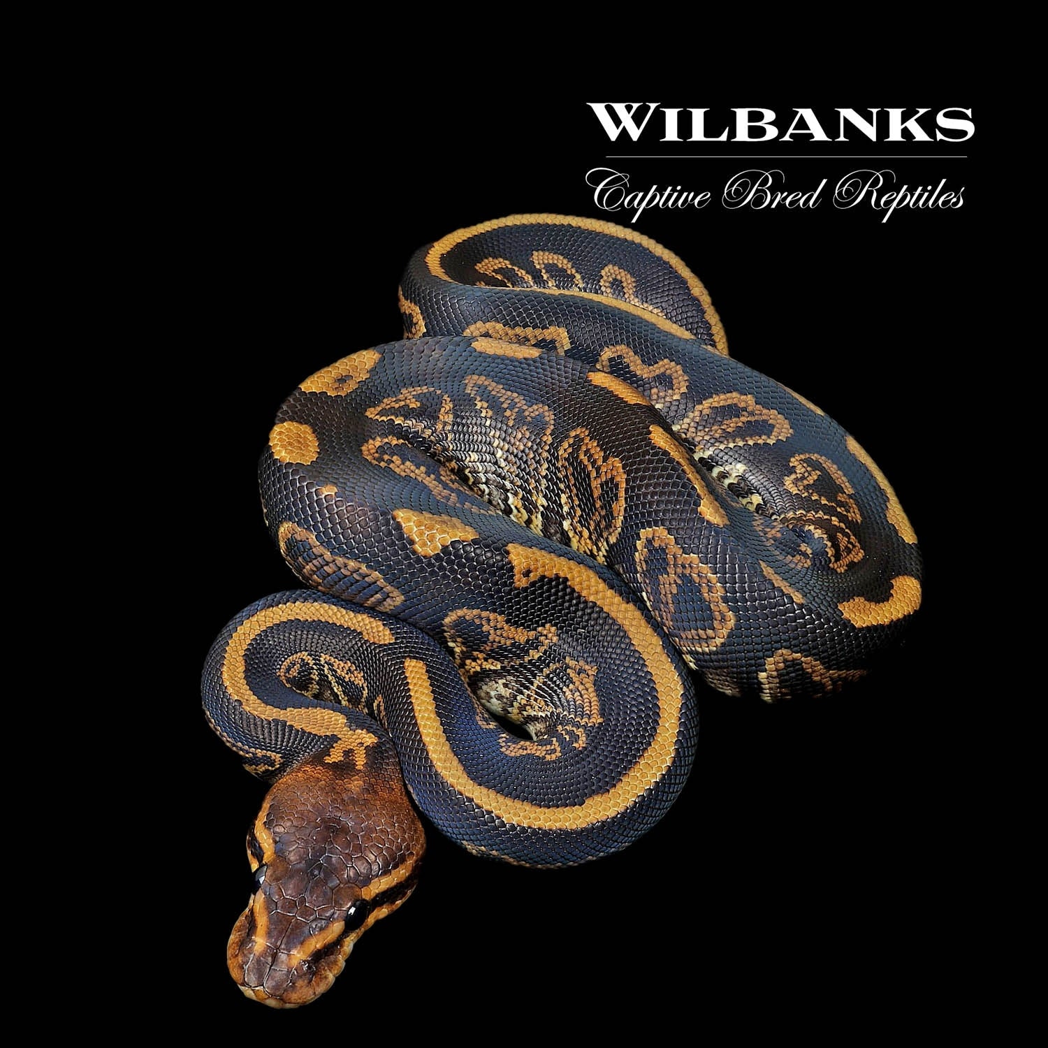 Chocolate Sable Ball Python by Wilbanks Captive Bred Reptiles - MorphMarket