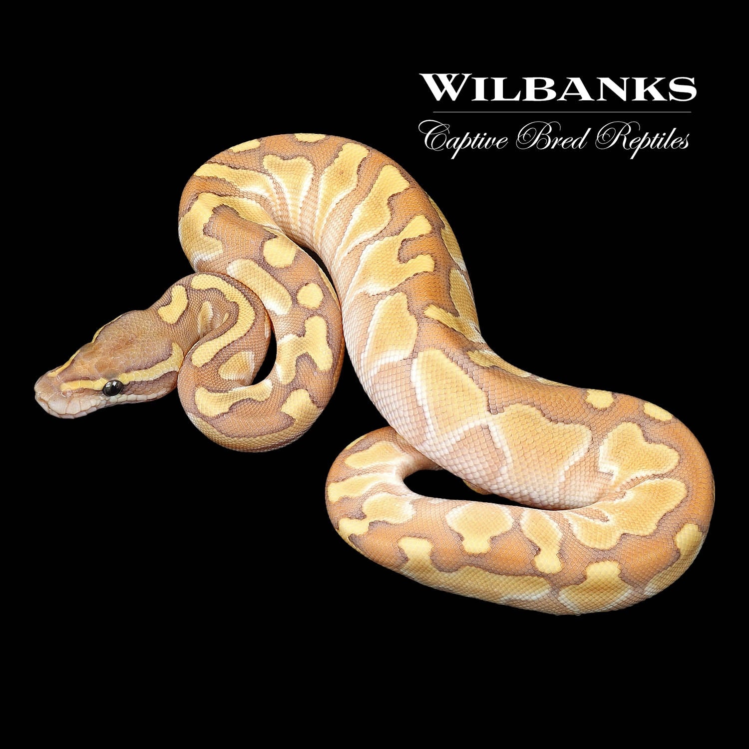 Orange Crush Butter Enchi Ball Python by Wilbanks Captive Bred Reptiles ...