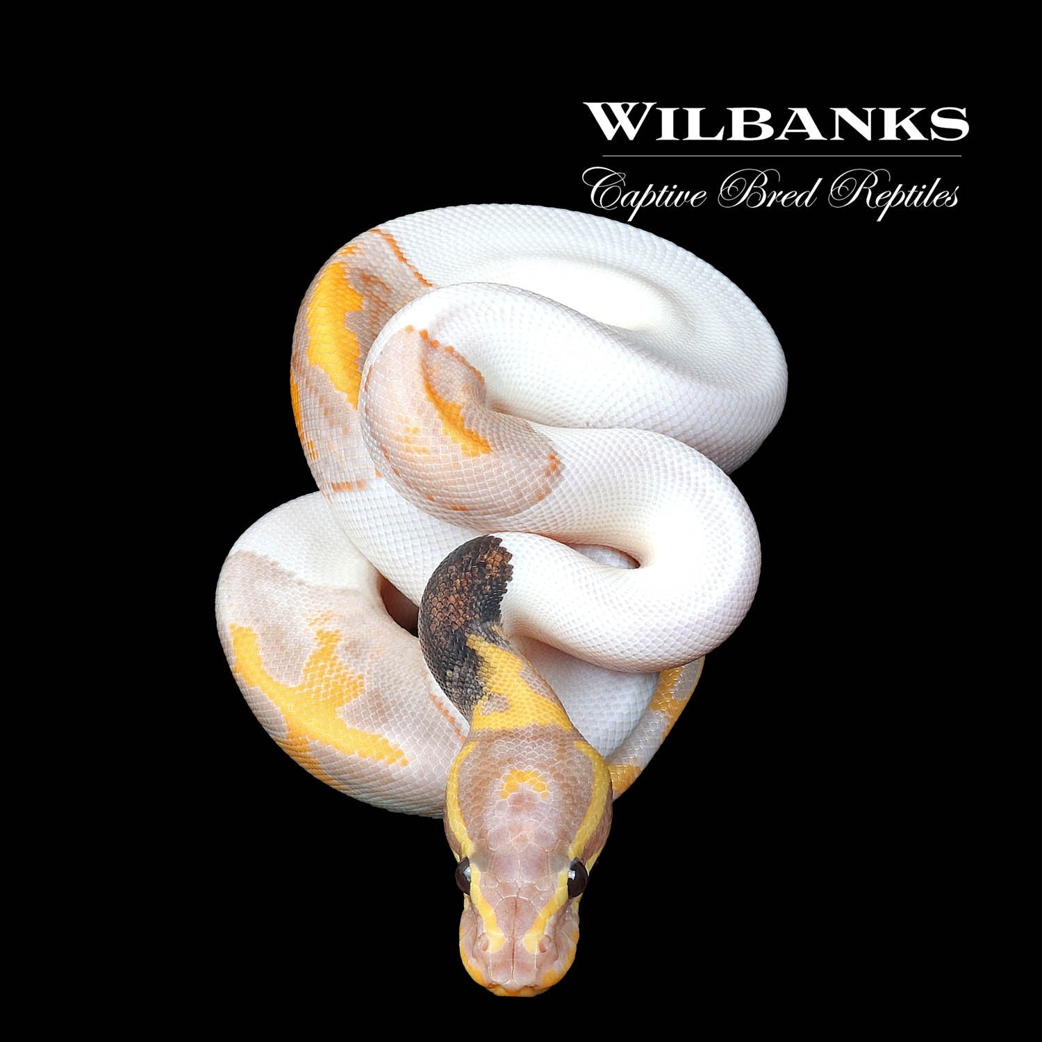Paradox Banana Pied Ball Python by Wilbanks Captive Bred Reptiles ...