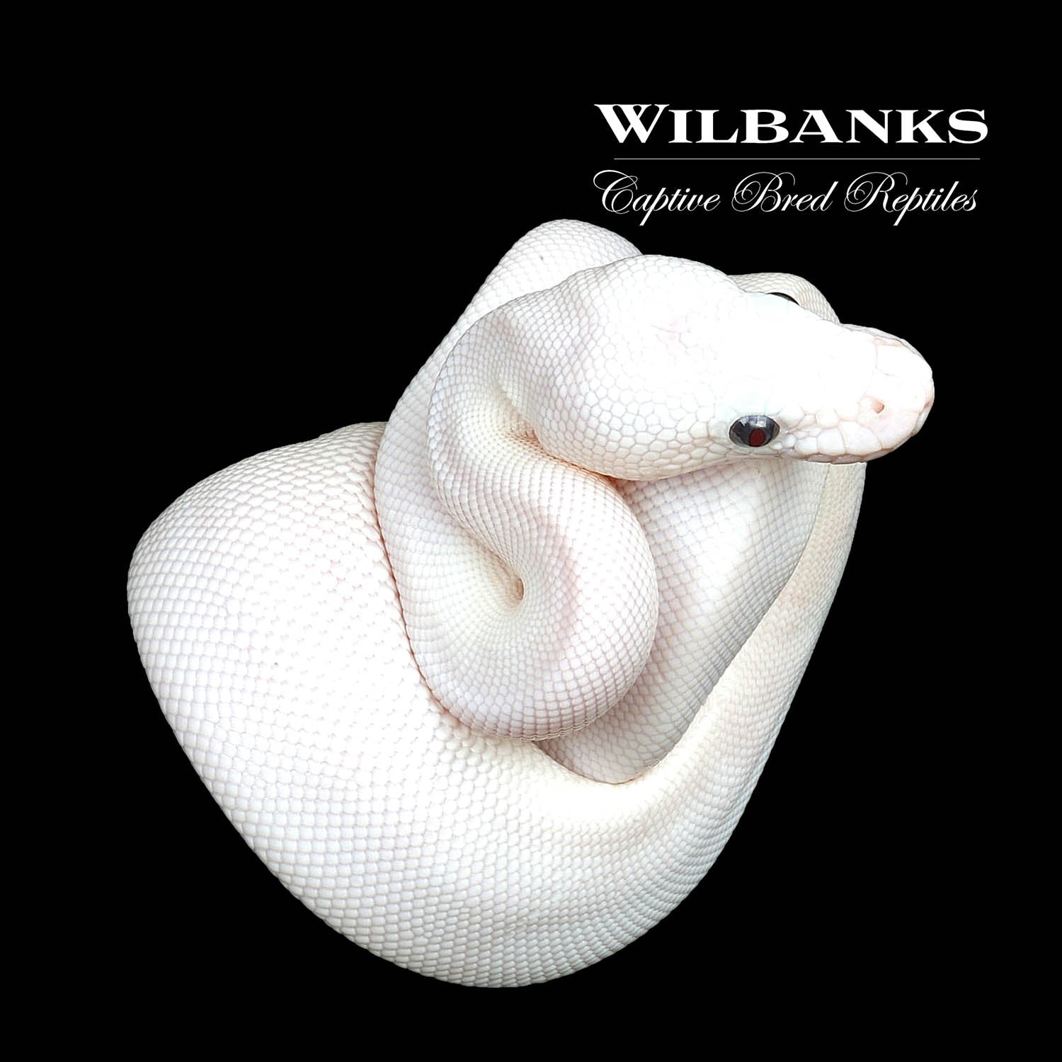 Blue Eyed Lucy (Super Butter) Ball Python by Wilbanks Captive Bred ...
