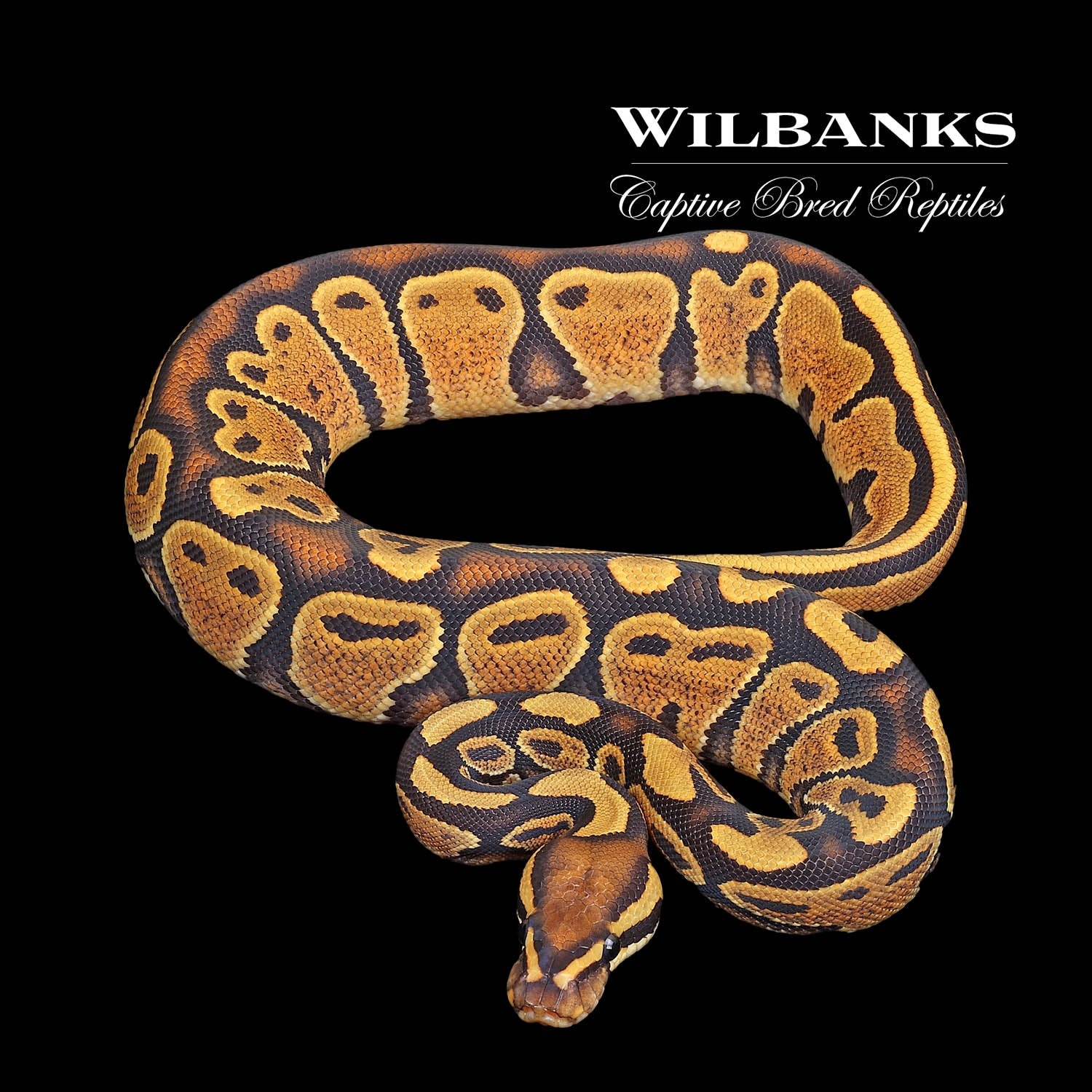 Orange Crush Yellow Belly Ball Python by Wilbanks Captive Bred Reptiles ...