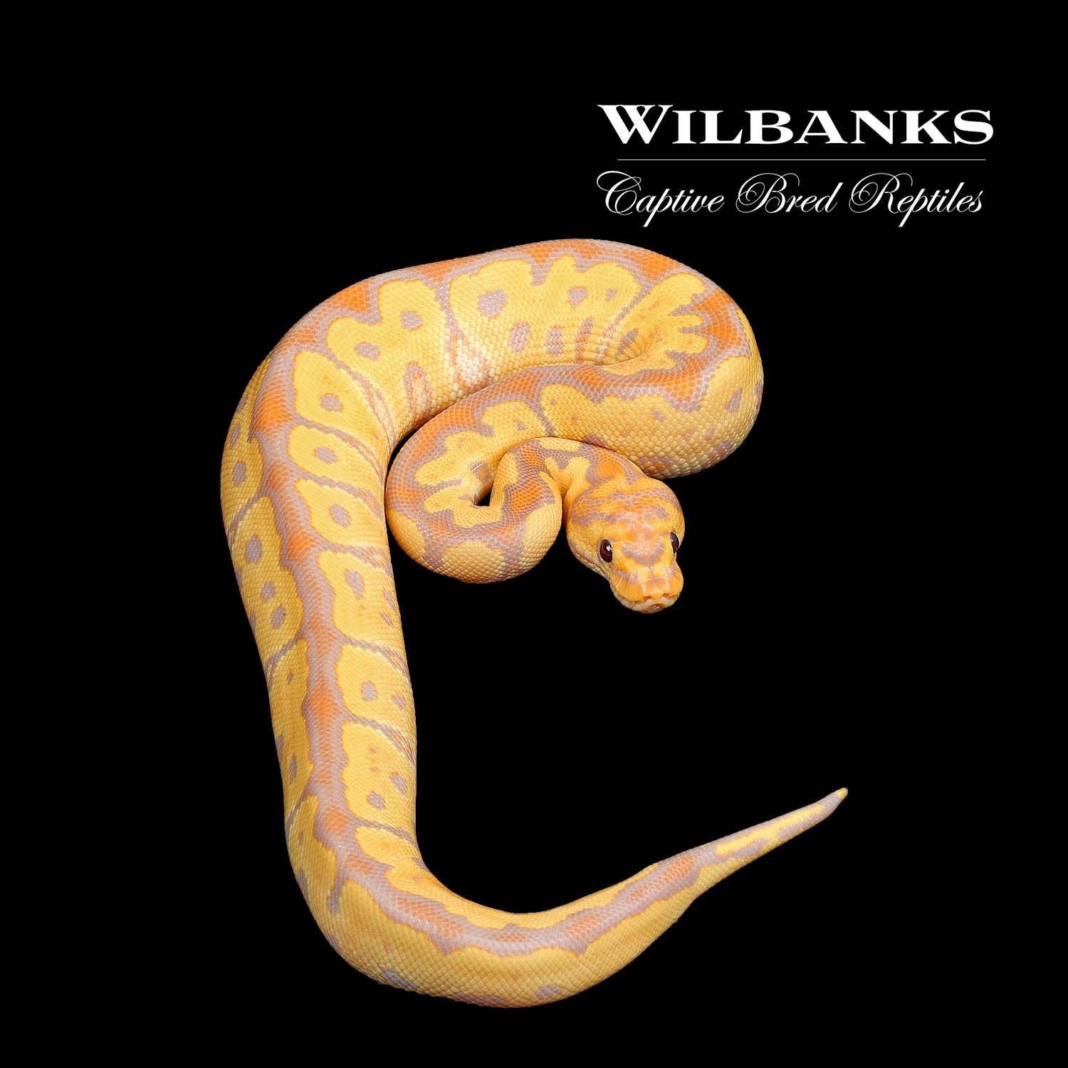 Banana Clown Ball Python By Wilbanks Captive Bred Reptiles Morphmarket