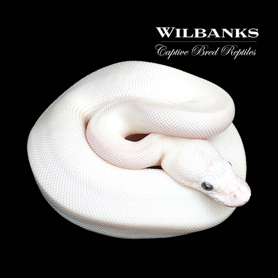 Blue Eyed Lucy (Super Butter) Ball Python by Wilbanks Captive Bred Reptiles