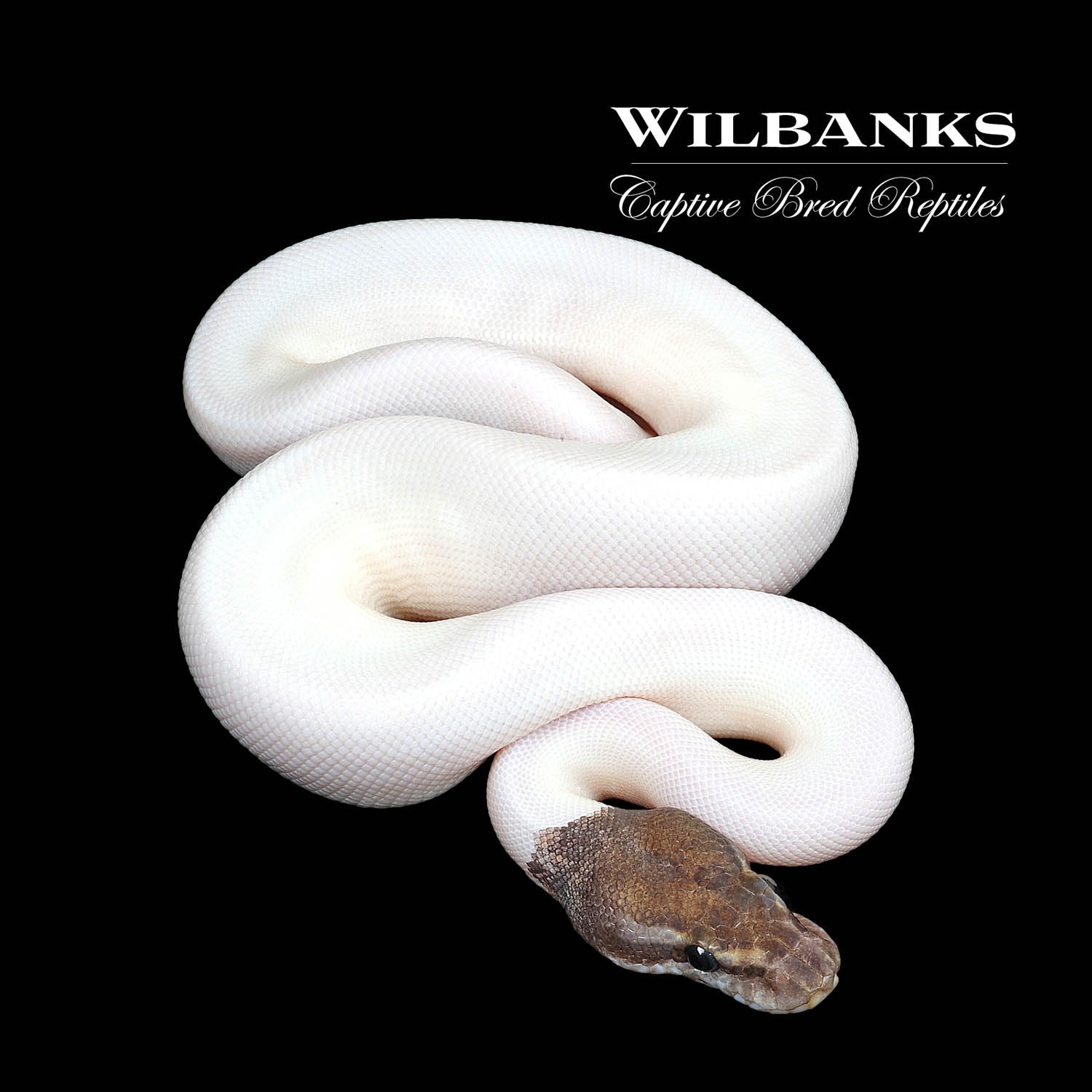 Mojave Pied Ball Python by Wilbanks Captive Bred Reptiles - MorphMarket
