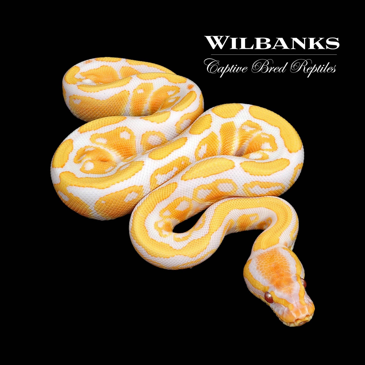 Lavender Albino Ball Python by Wilbanks Captive Bred Reptiles - MorphMarket