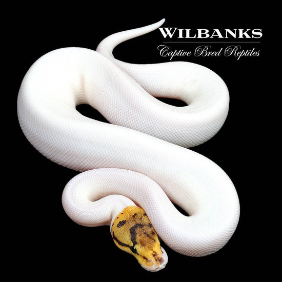 Spied Ball Python by Wilbanks Captive Bred Reptiles